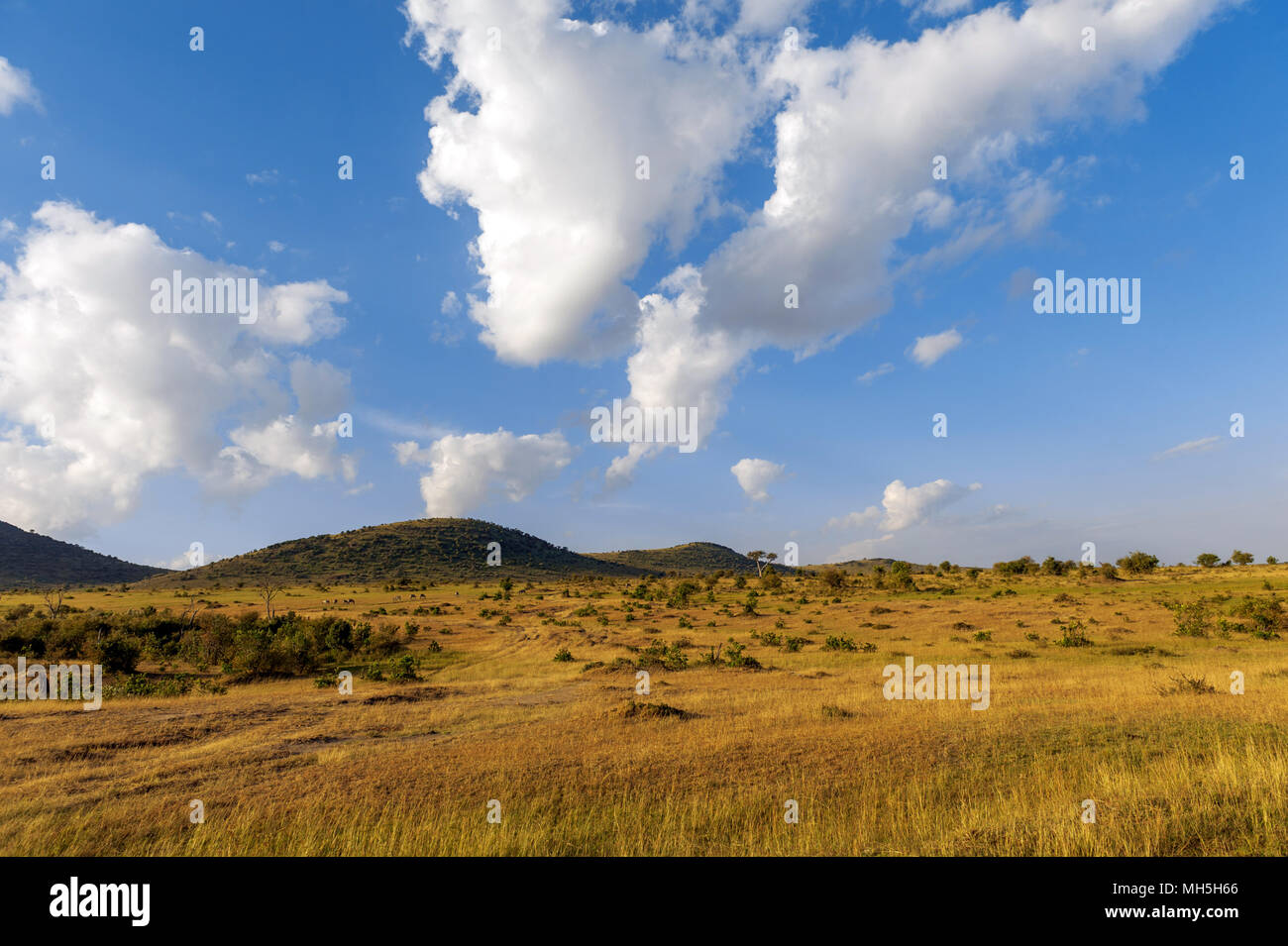 Savannah landscape in the National park of Kenya, Africa Stock Photo ...