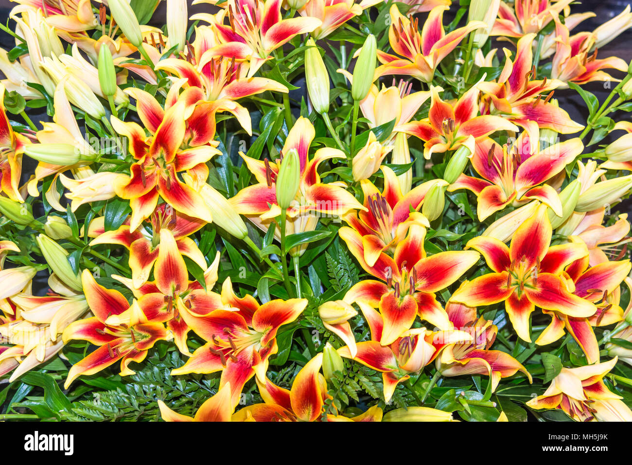 Kaveri hi-res stock photography and images - Alamy