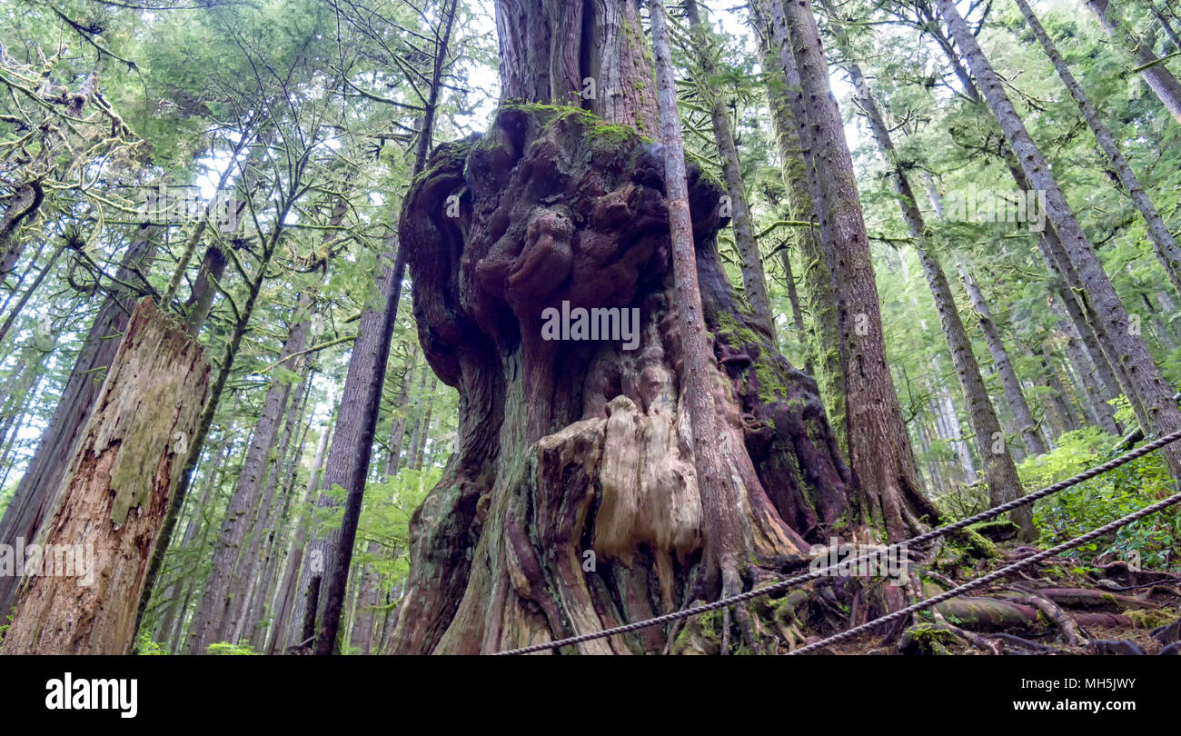 Natural beauty in Vancouver Island Series 2 - "Gnarliest tree" in the ...