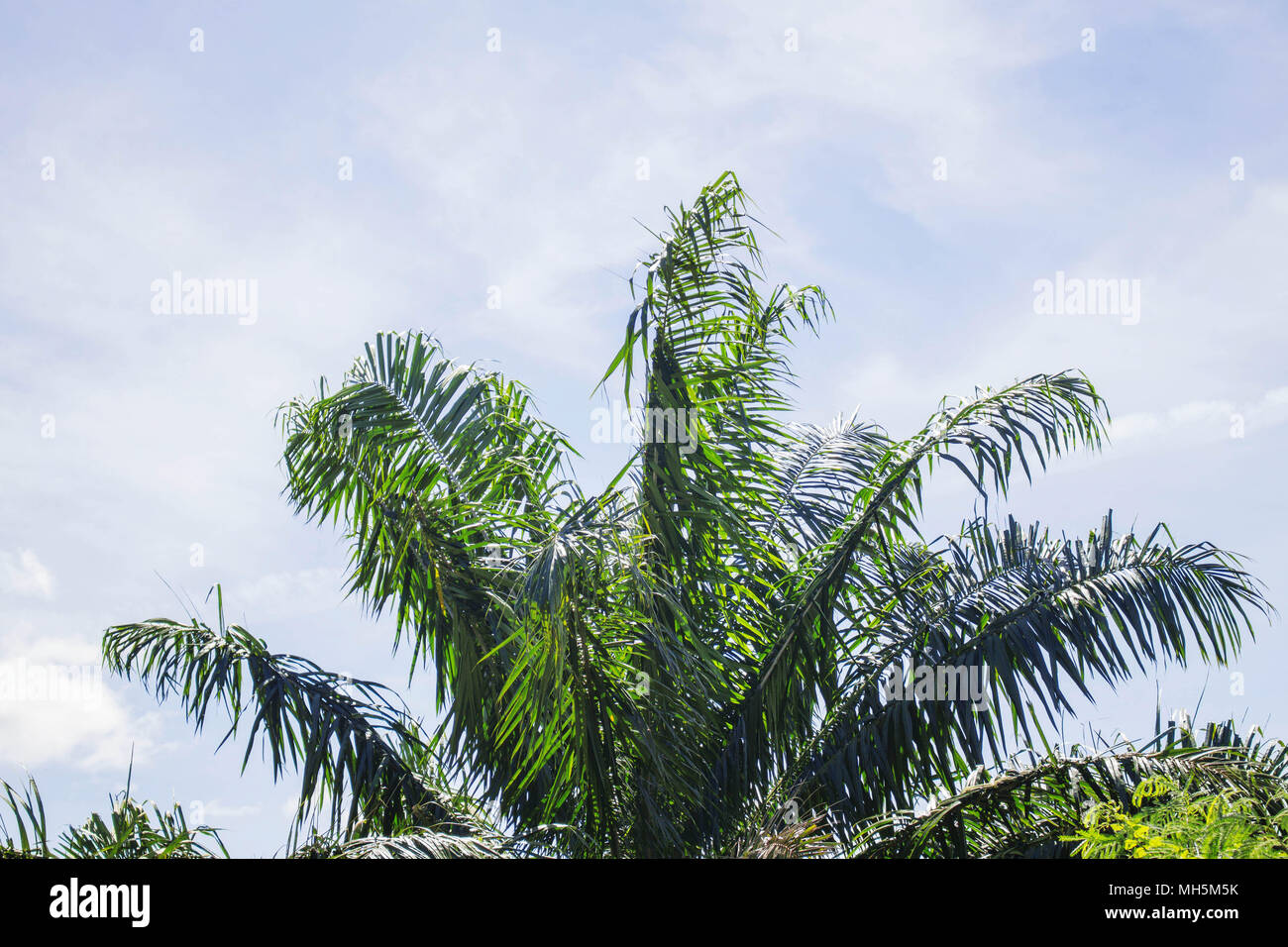 Palm trees with the sky in countryside Stock Photo - Alamy