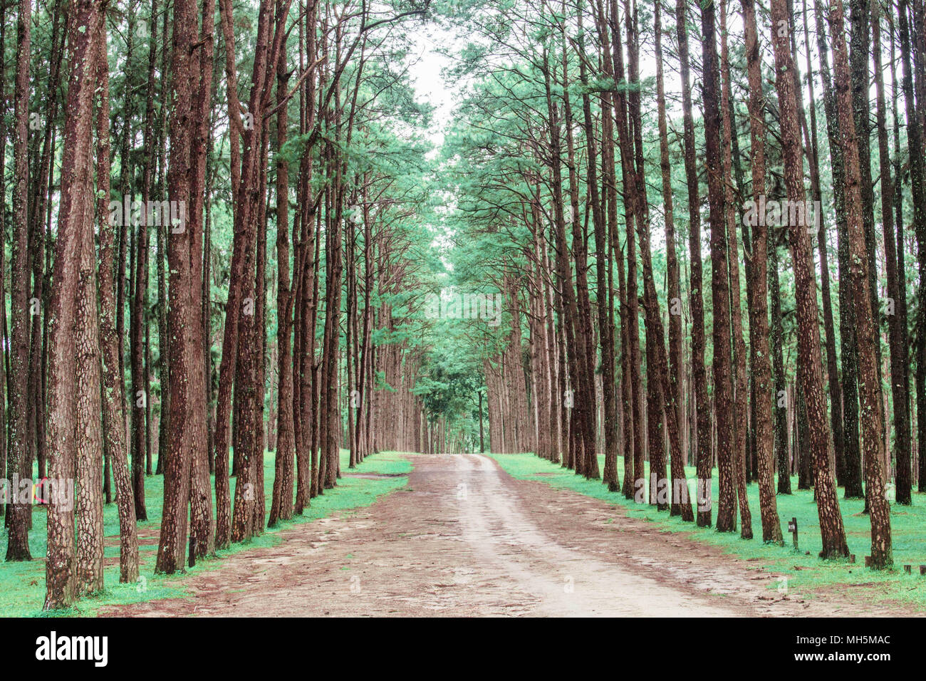 Pine trees and pathways with the beauty of nature Stock Photo - Alamy