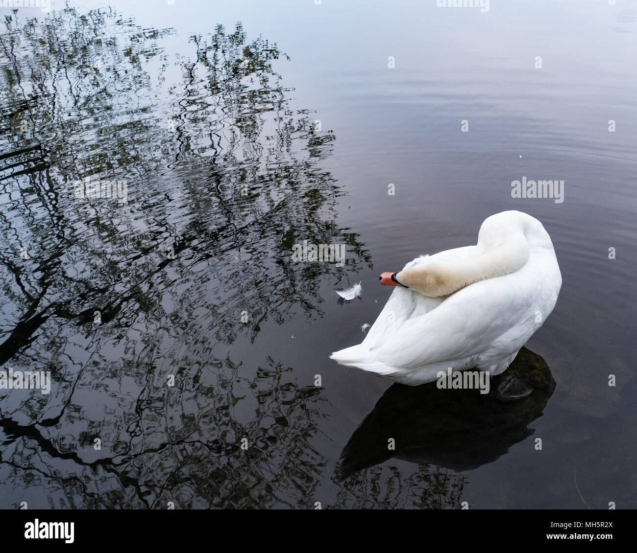 Billingham, north east England. 30th April, 2018. Weather: A Swan finds ...