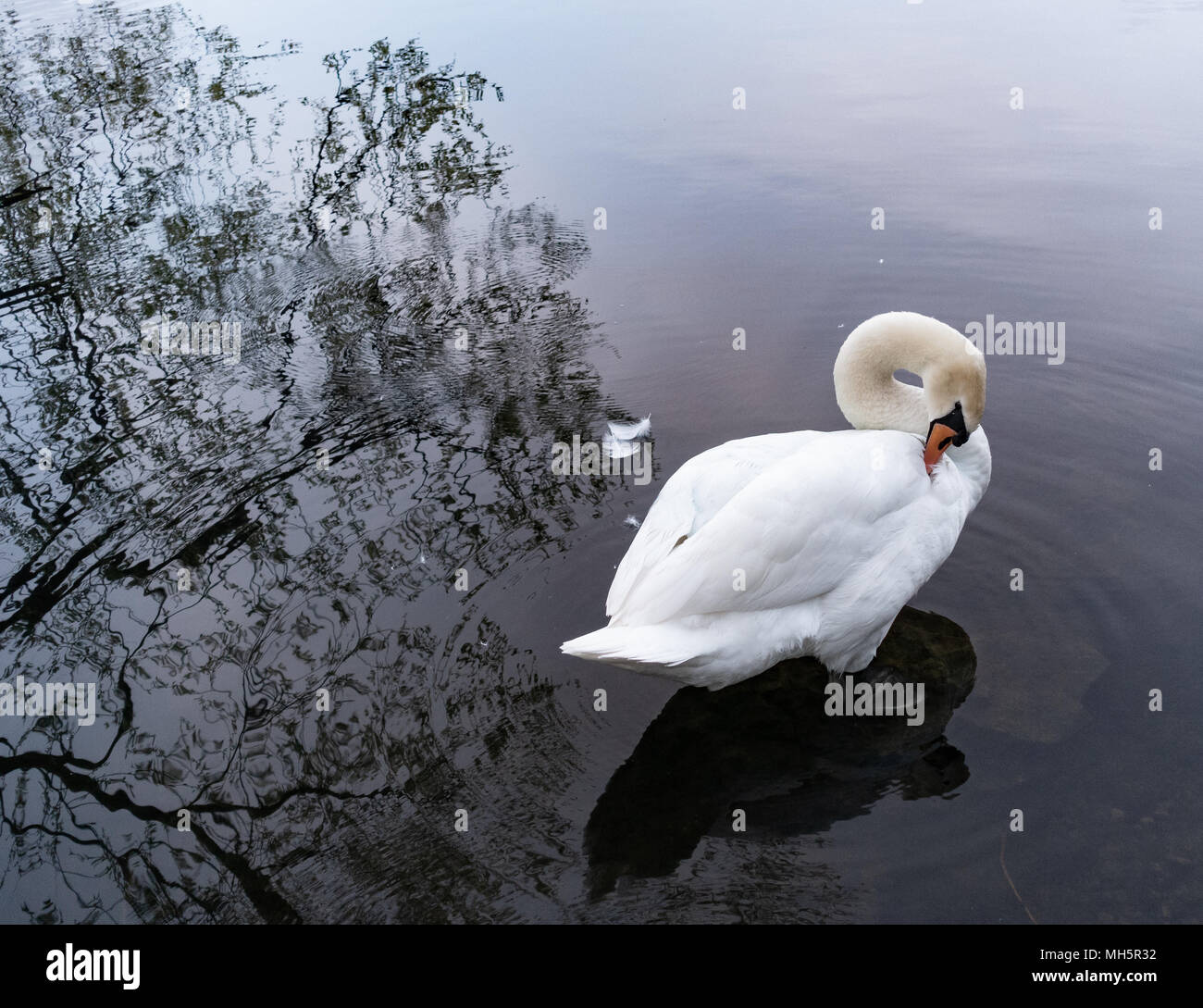 Billingham, north east England. 30th April, 2018. Weather: A Swan finds ...
