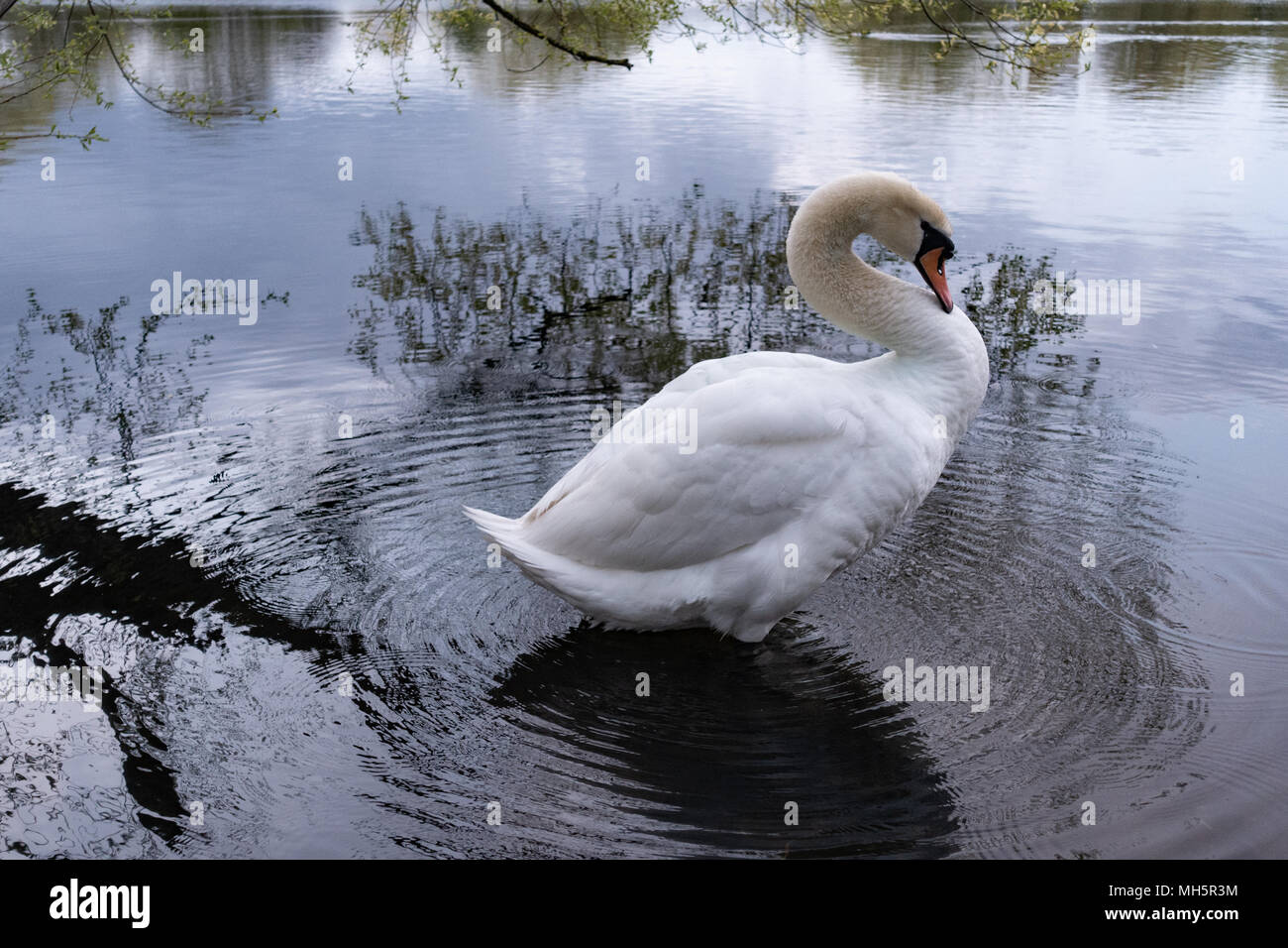 Billingham, north east England. 30th April, 2018. Weather: A Swan finds ...