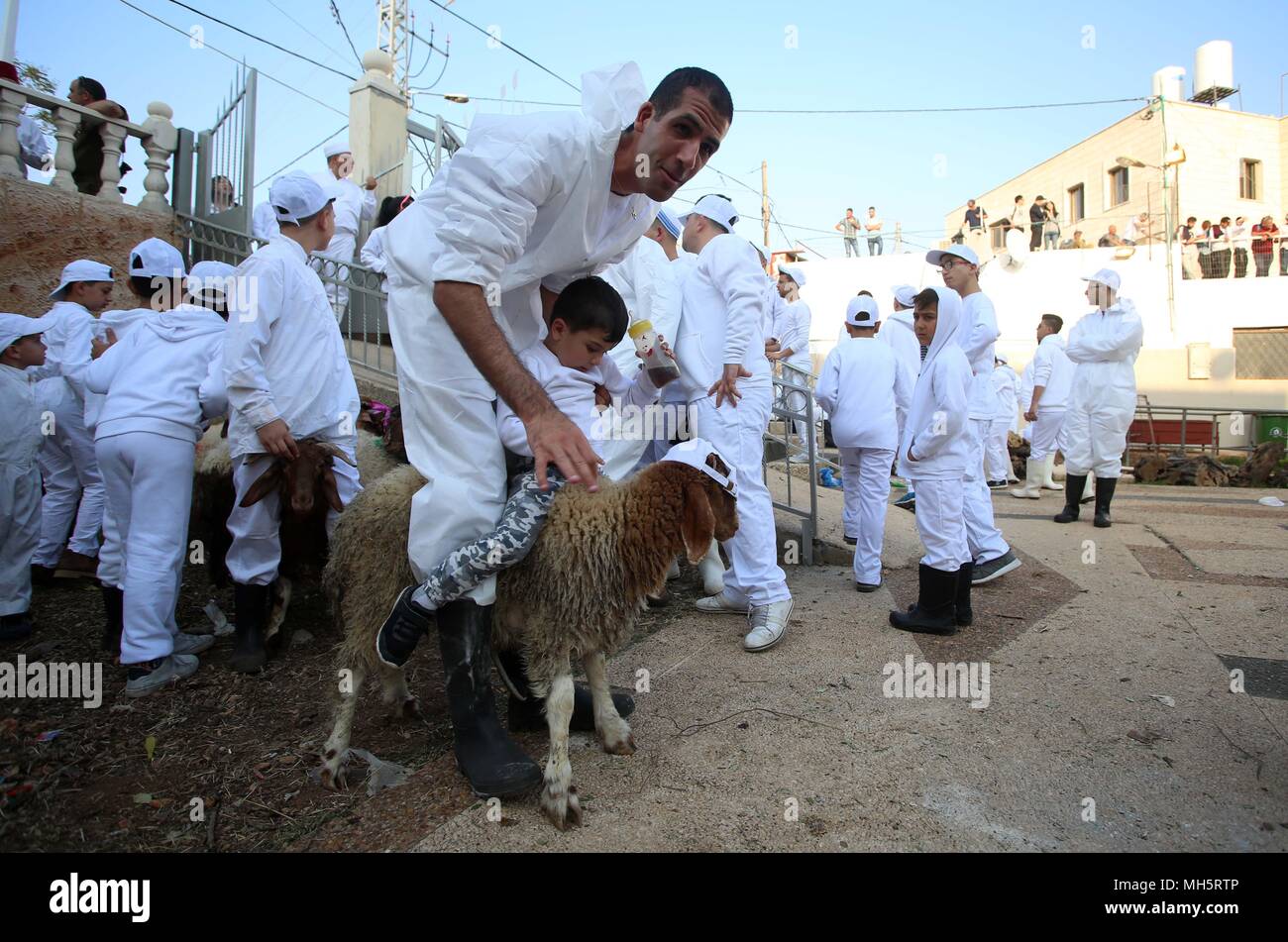 Members of the Samaritan community prepare Passover Lambs to be ...
