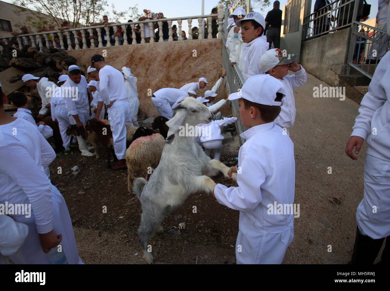 Members of the Samaritan community prepare Passover Lambs to be ...