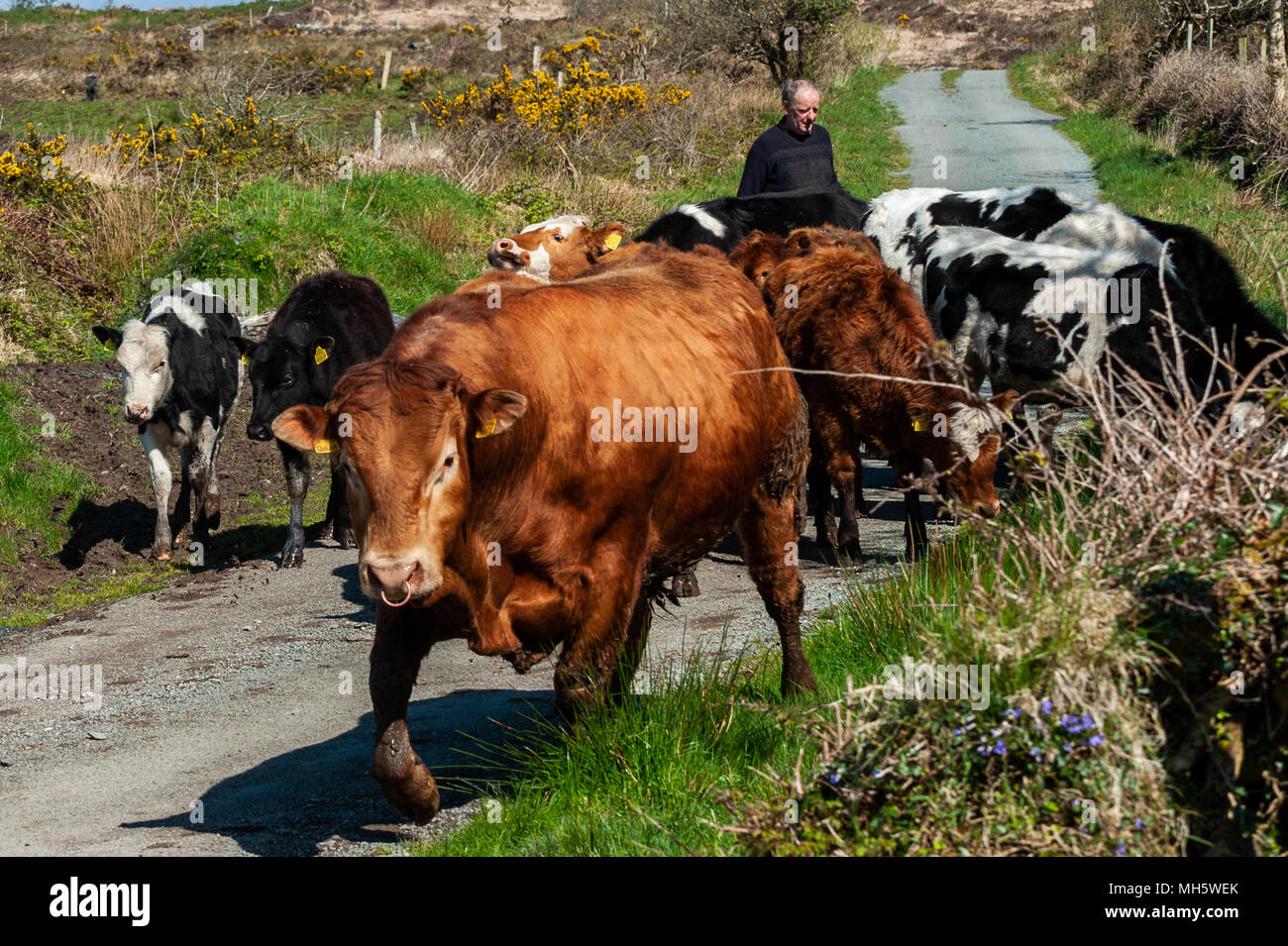 Tb testing cattle hi-res stock photography and images - Alamy