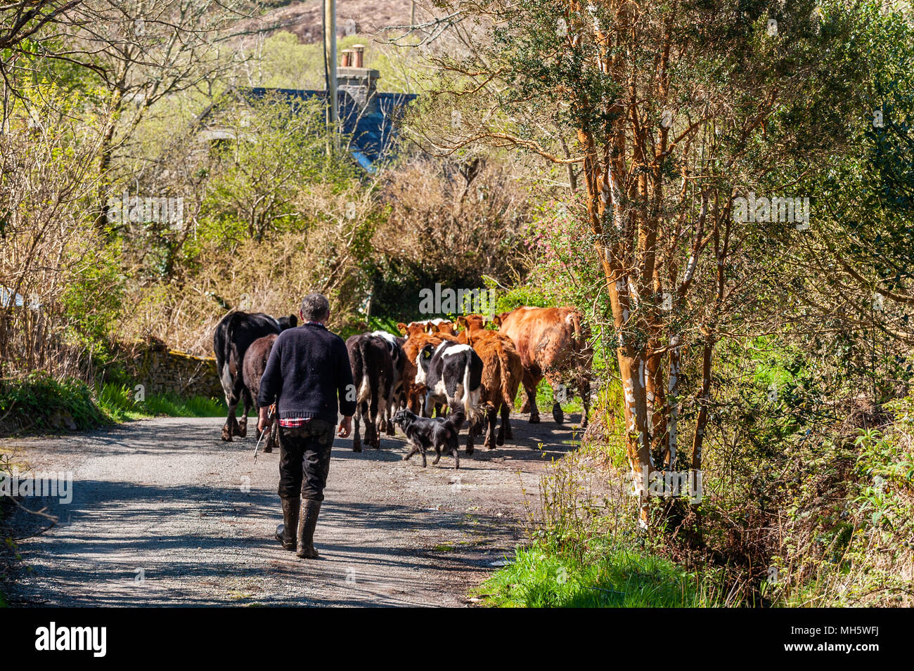 Tb testing cattle hi-res stock photography and images - Alamy