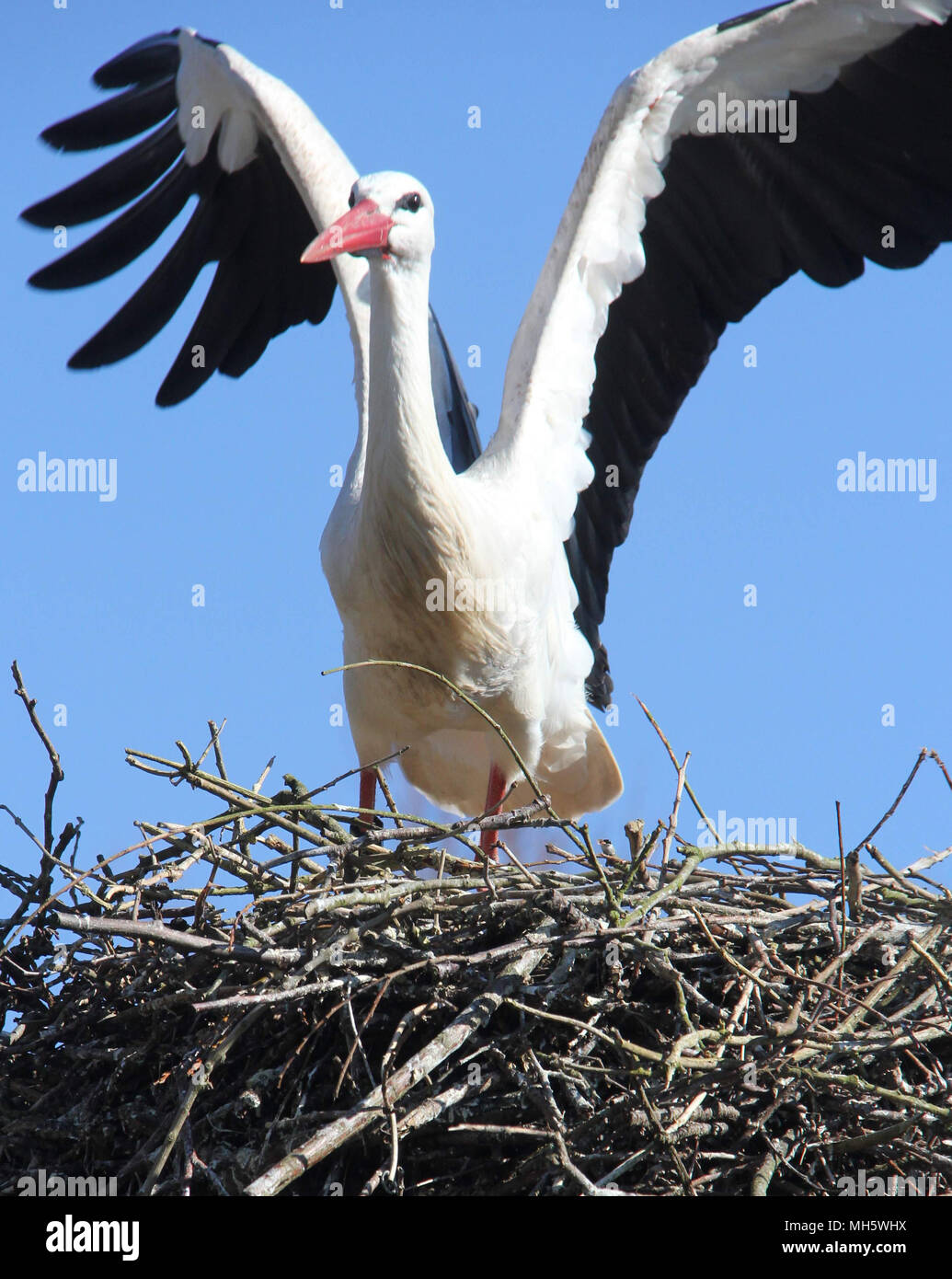 11 April 2018, Germany, St. Peter-Ording: A white stork stretches his ...