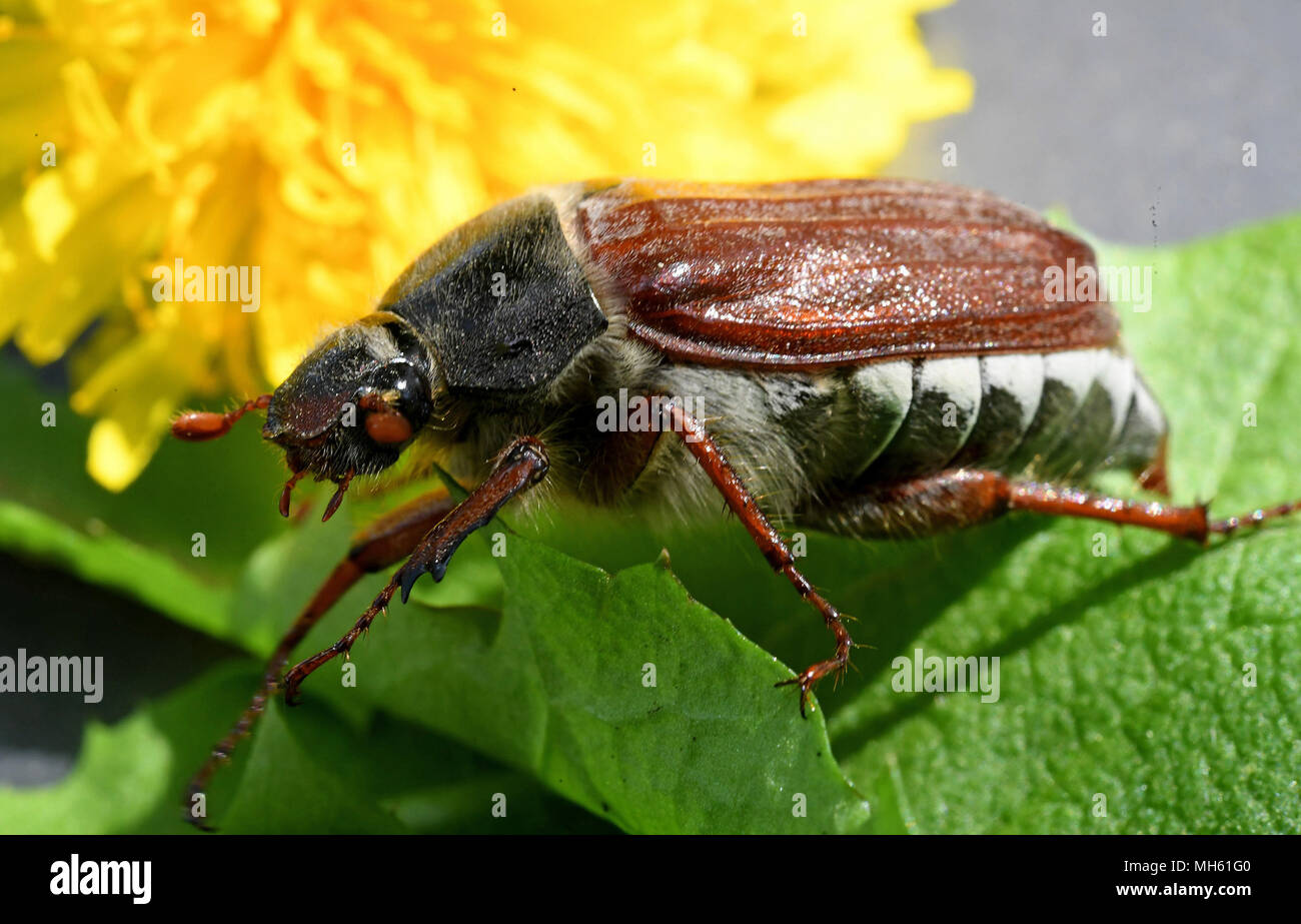 23 April 2018, Germany, Hanover: A field cockchafer sits on a leaf. The ...