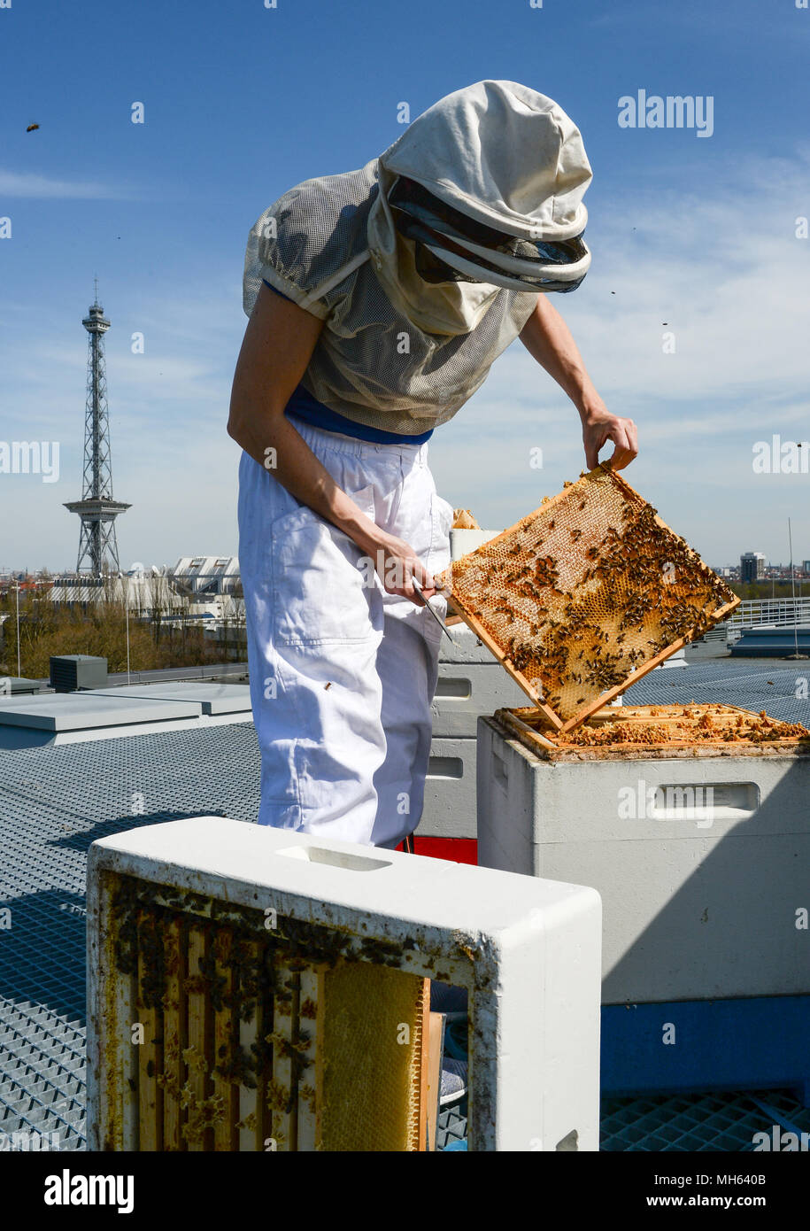 15 April 2018, Germany, Berlin: Hobby bee-keeper Erika Mayr checks up ...