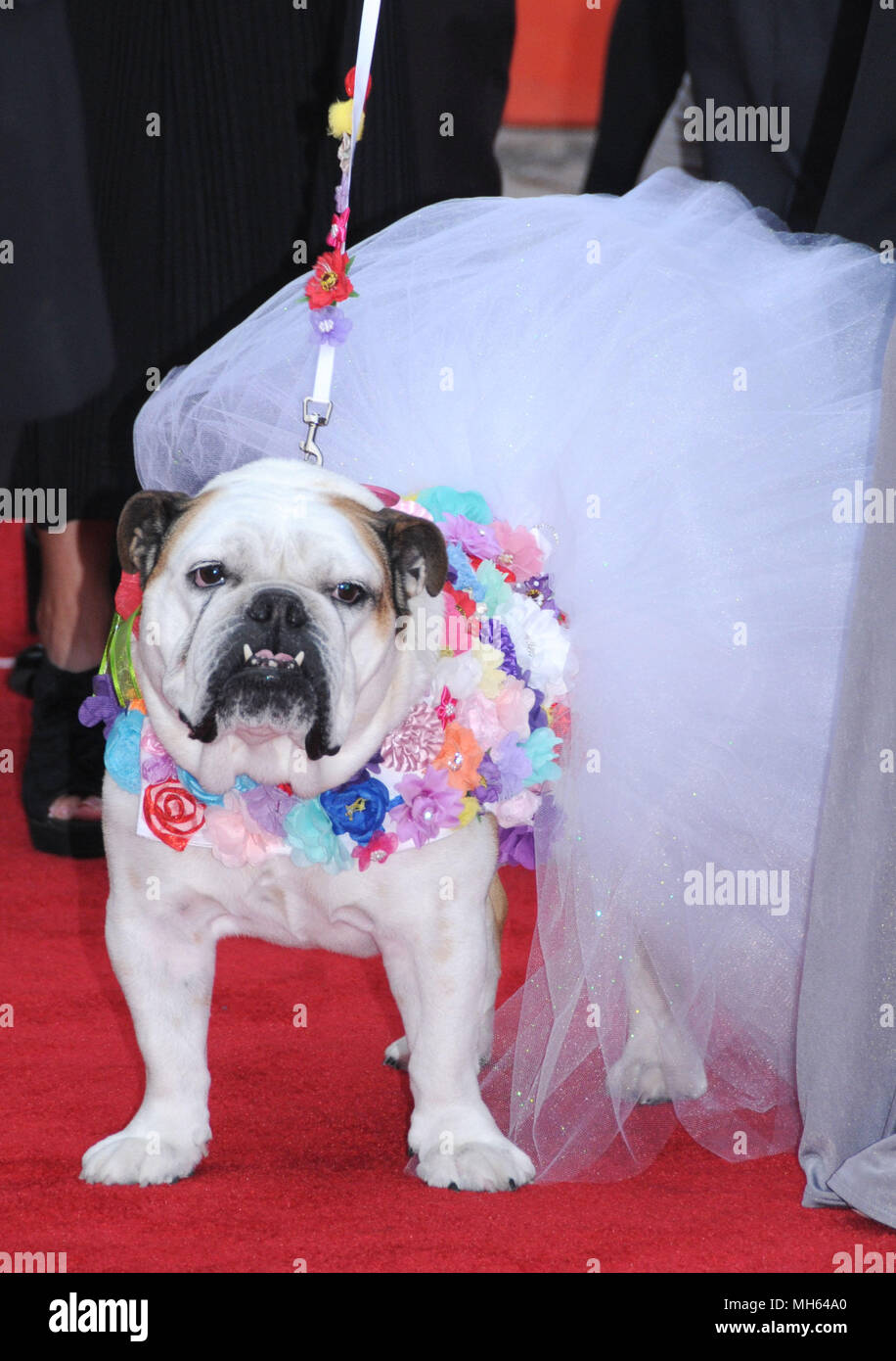 Los Angeles, USA. 30th April, 2018. Fiona the dog attends the premiere ...