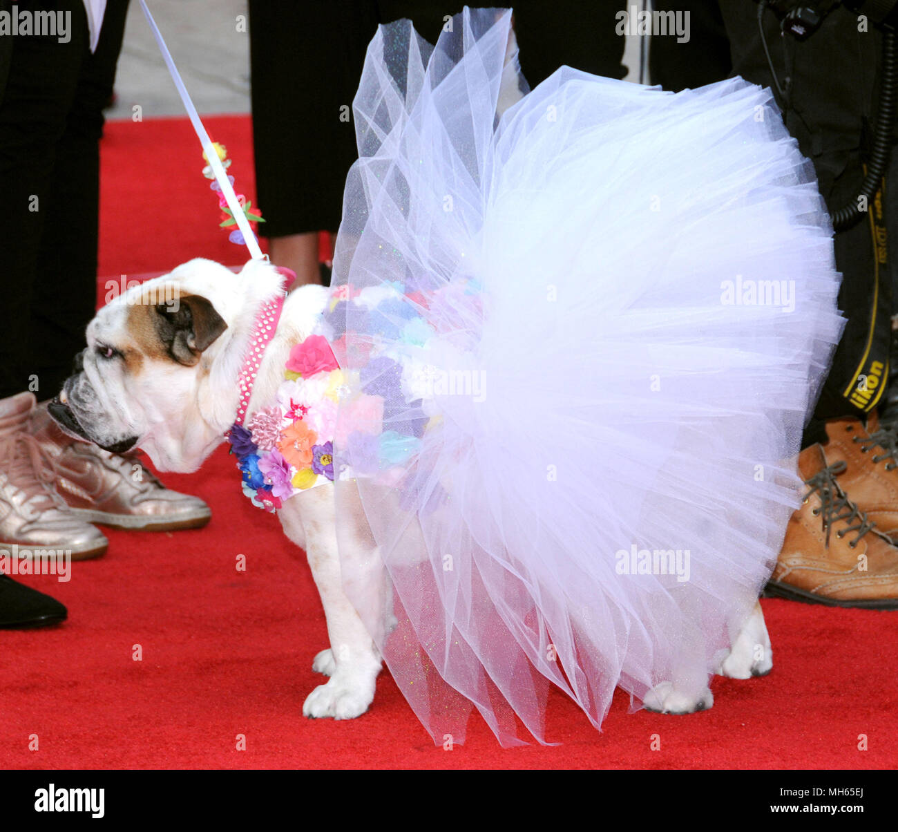 Los Angeles, USA. 30th April, 2018. Fiona the dog attends the premiere ...