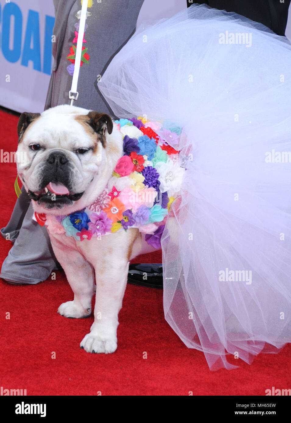 Los Angeles, USA. 30th April, 2018. Fiona the dog attends the premiere ...