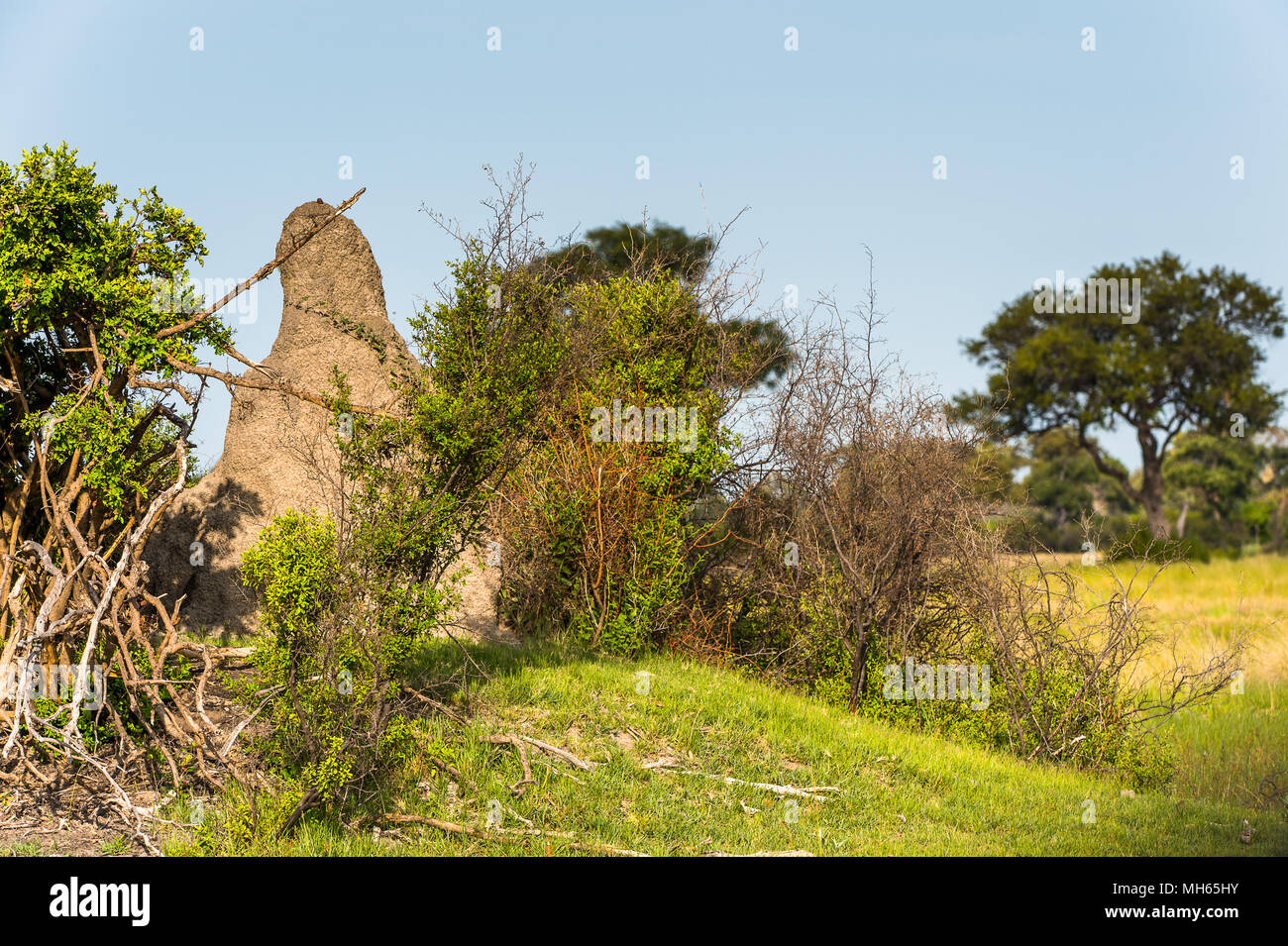 Landscape of the Okavango Delta (Okavango Grassland), One of the Seven ...