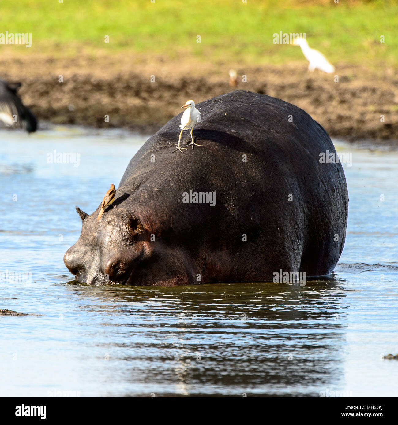 Birds eye hippopotamus hi-res stock photography and images - Alamy
