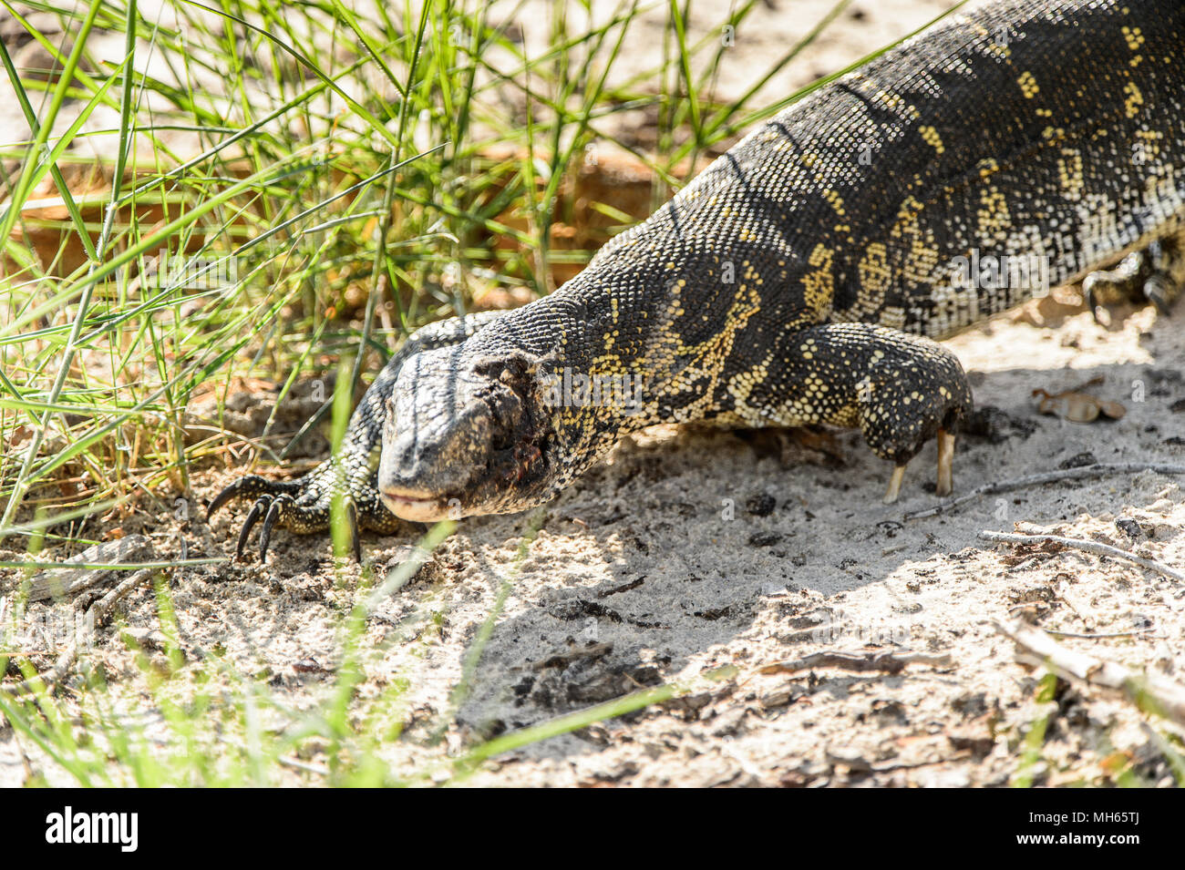 River Monitor Animal at Paige Hauslaib blog