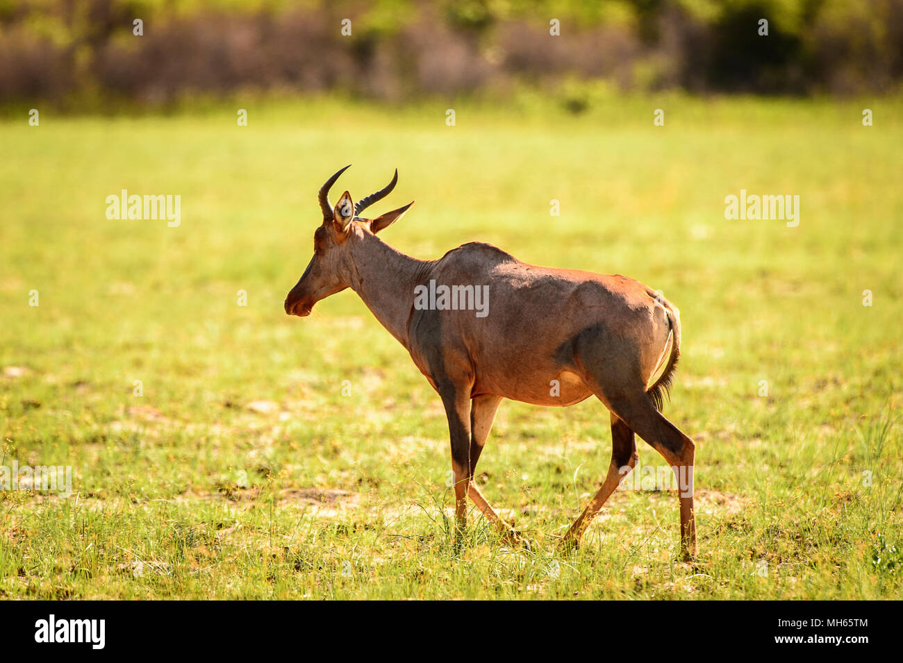 Antelope in the Moremi Game Reserve (Okavango River Delta), National ...