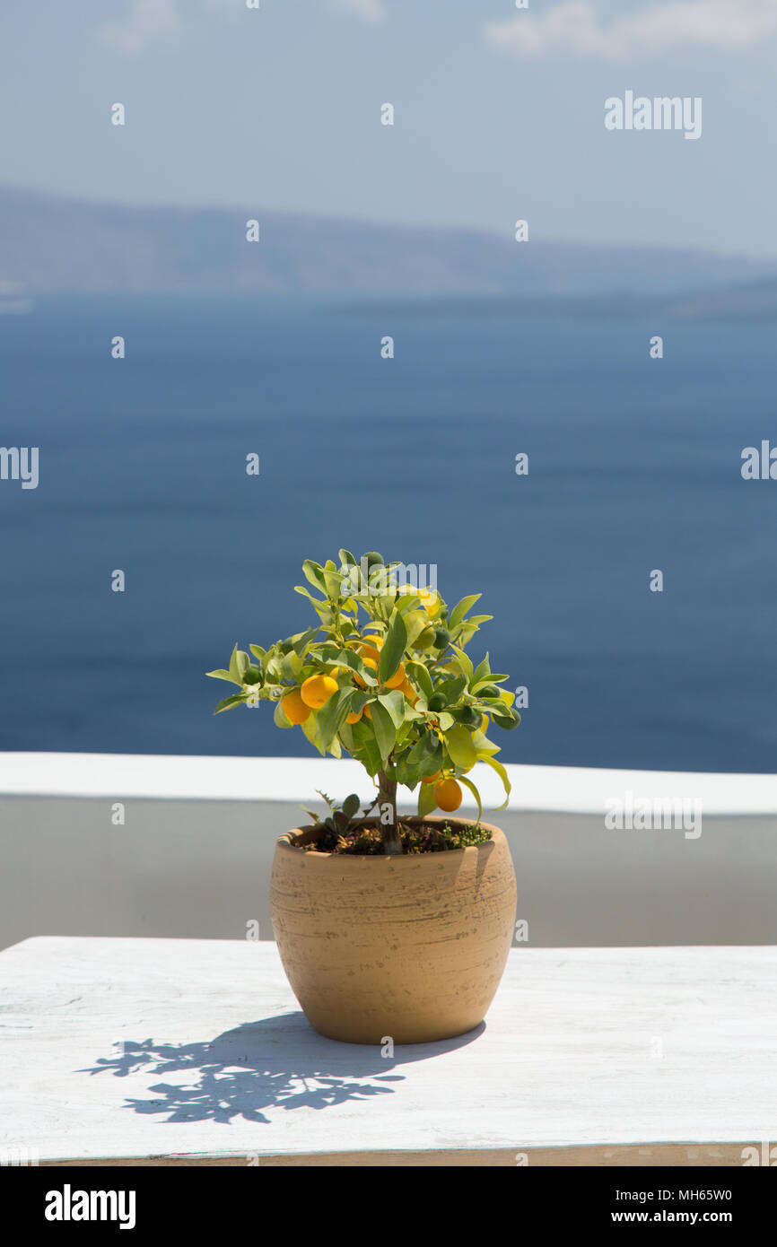 potted lemon tree on white washed table with ocean in the background ...