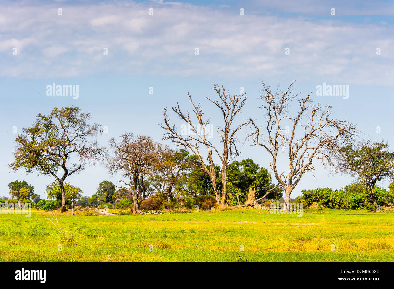 Landscape of the Okavango Delta (Okavango Grassland), One of the Seven ...