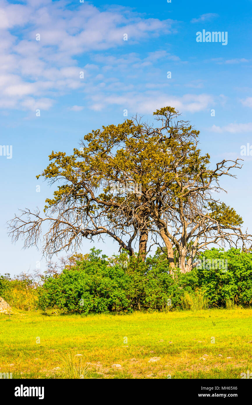 Tree at the Okavango Delta (Okavango Grassland), One of the Seven ...
