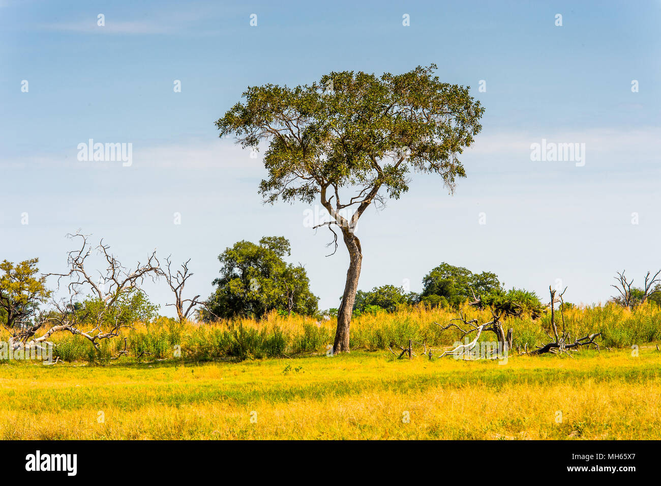 Landscape of the Okavango Delta (Okavango Grassland), One of the Seven ...