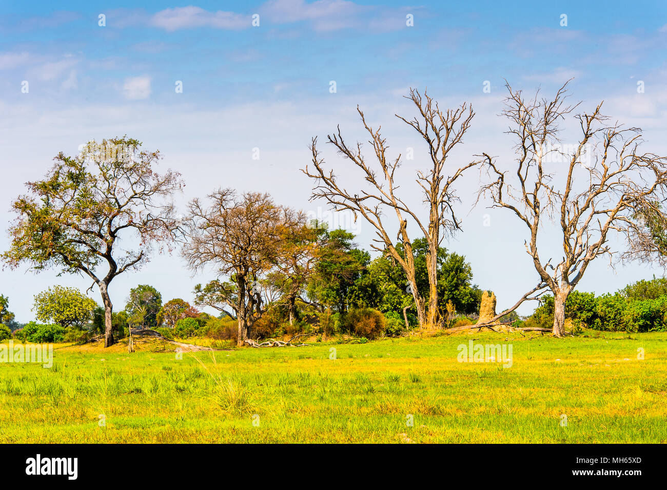 Landscape of the Okavango Delta (Okavango Grassland), One of the Seven ...