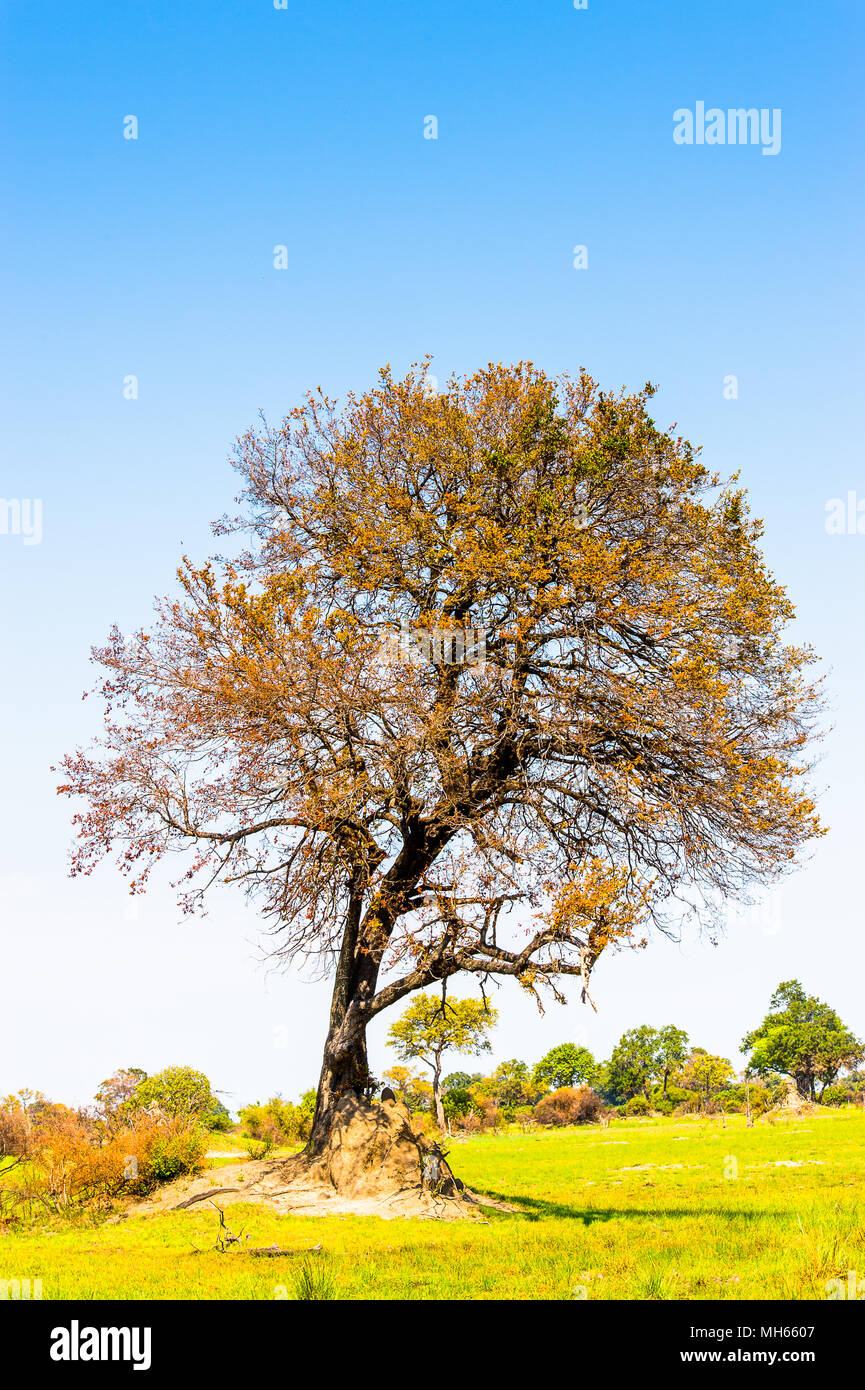 Tree at the Okavango Delta (Okavango Grassland), One of the Seven ...