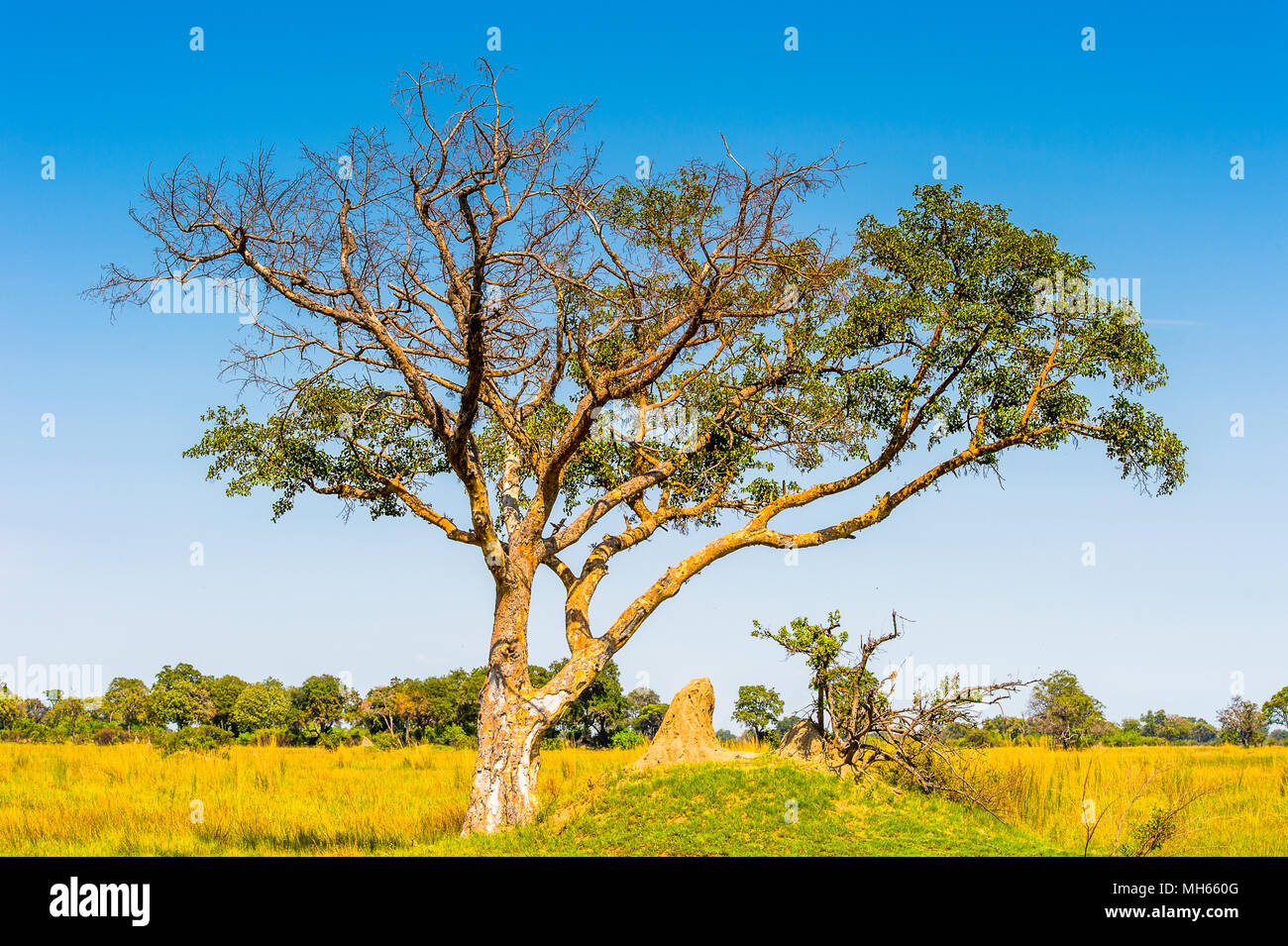 Tree at the Okavango Delta (Okavango Grassland), One of the Seven ...