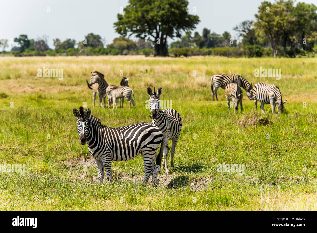 Zebra migration in botswana hi-res stock photography and images - Alamy