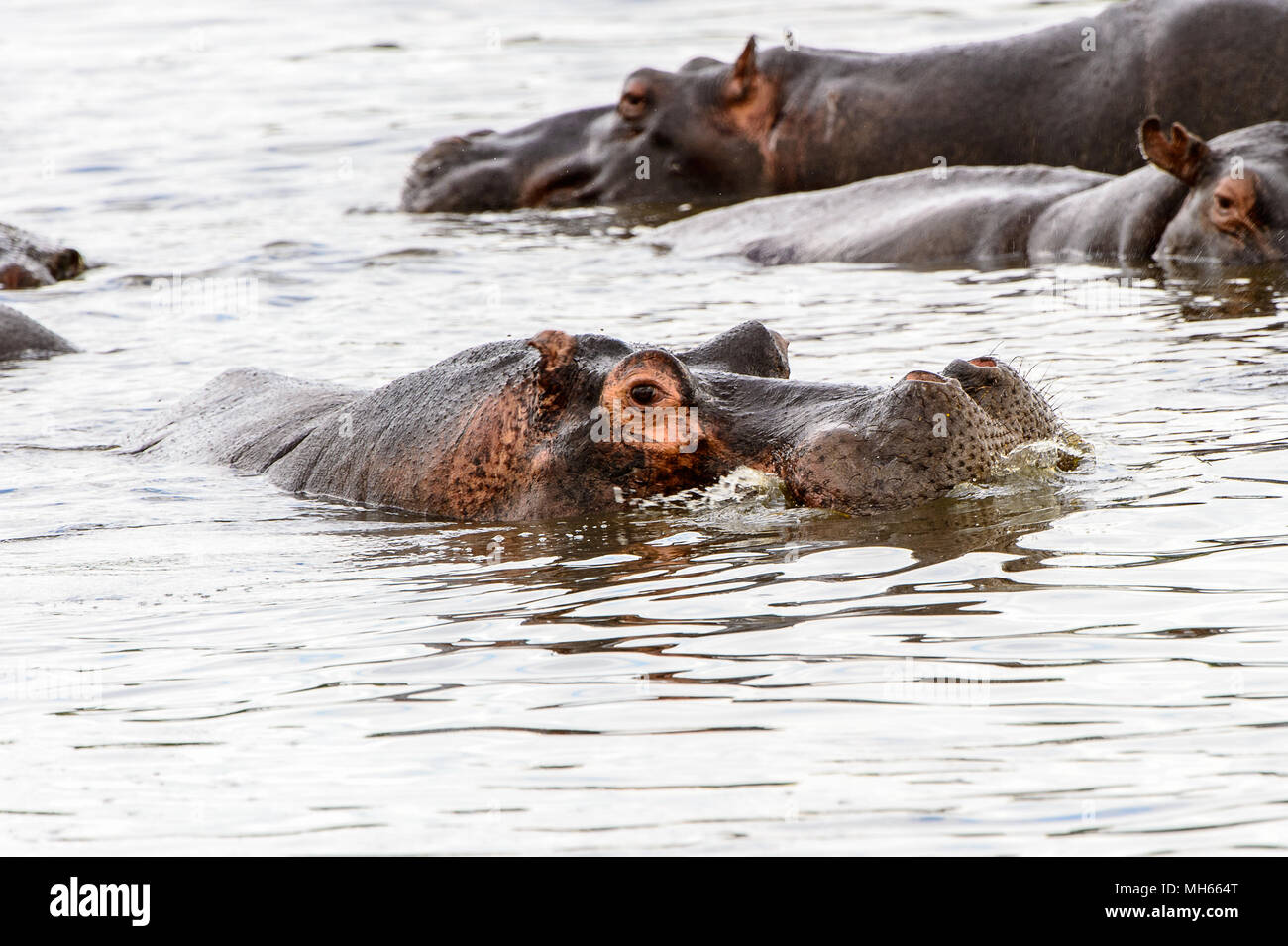 Scary Hippopotamus in the water, in the Moremi Game Reserve (Okavango ...