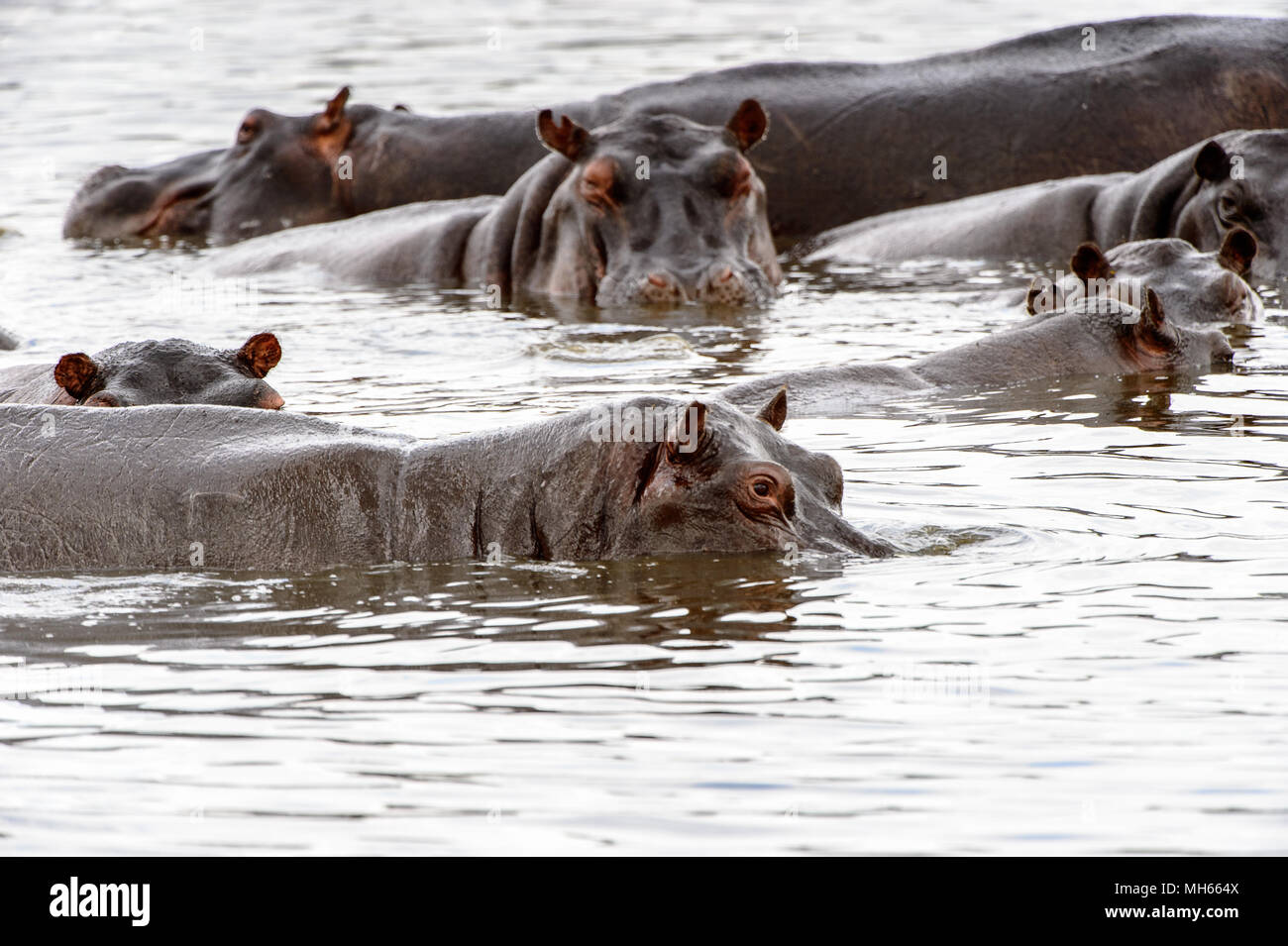 Scary Hippopotamus in the water, in the Moremi Game Reserve (Okavango ...