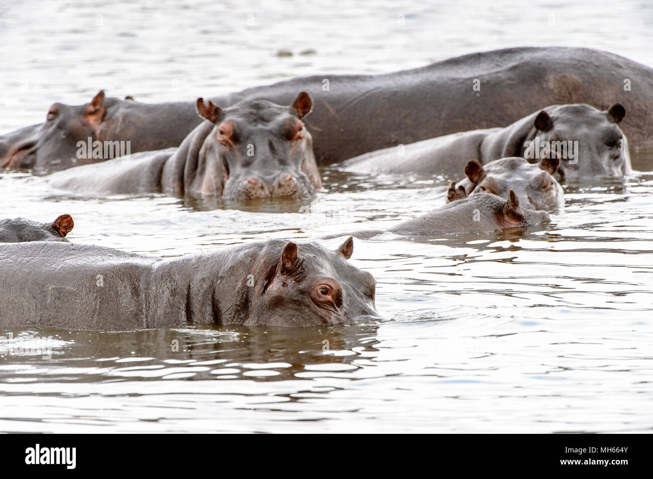 Scary Hippopotamus in the water, in the Moremi Game Reserve (Okavango ...