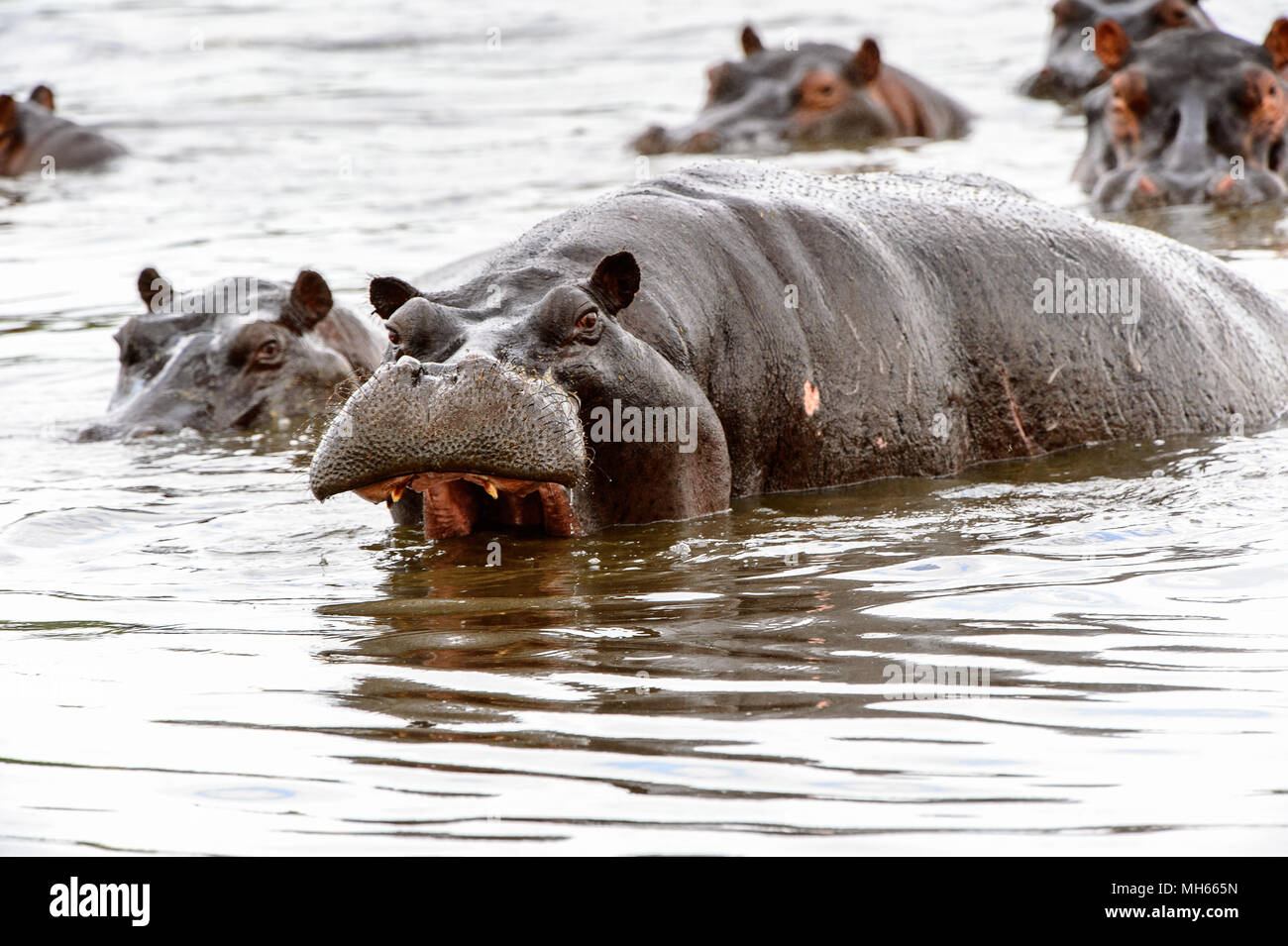 Scary Hippopotamus in the water, in the Moremi Game Reserve (Okavango ...