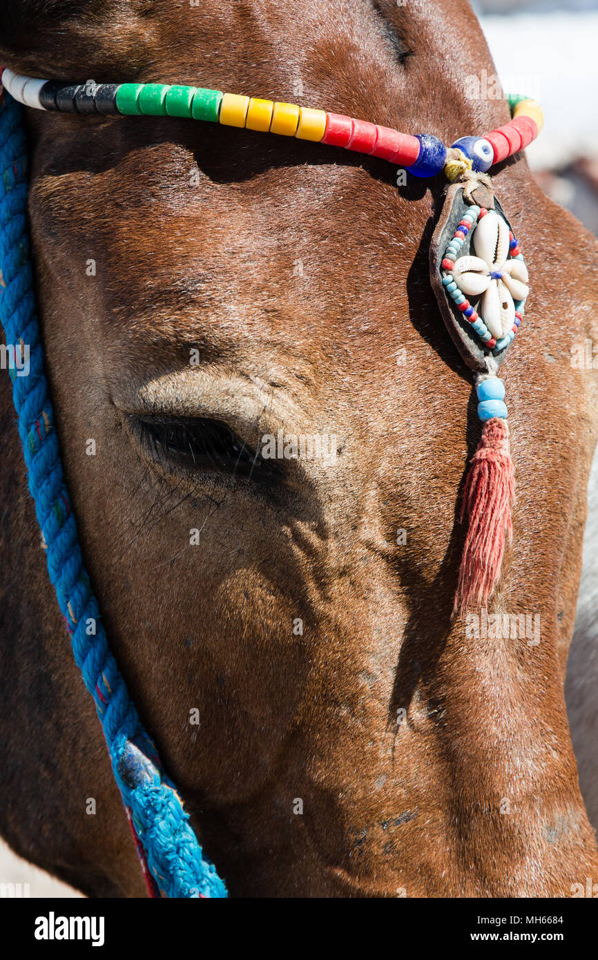 Donkey on stairs of santorini hi-res stock photography and images - Alamy