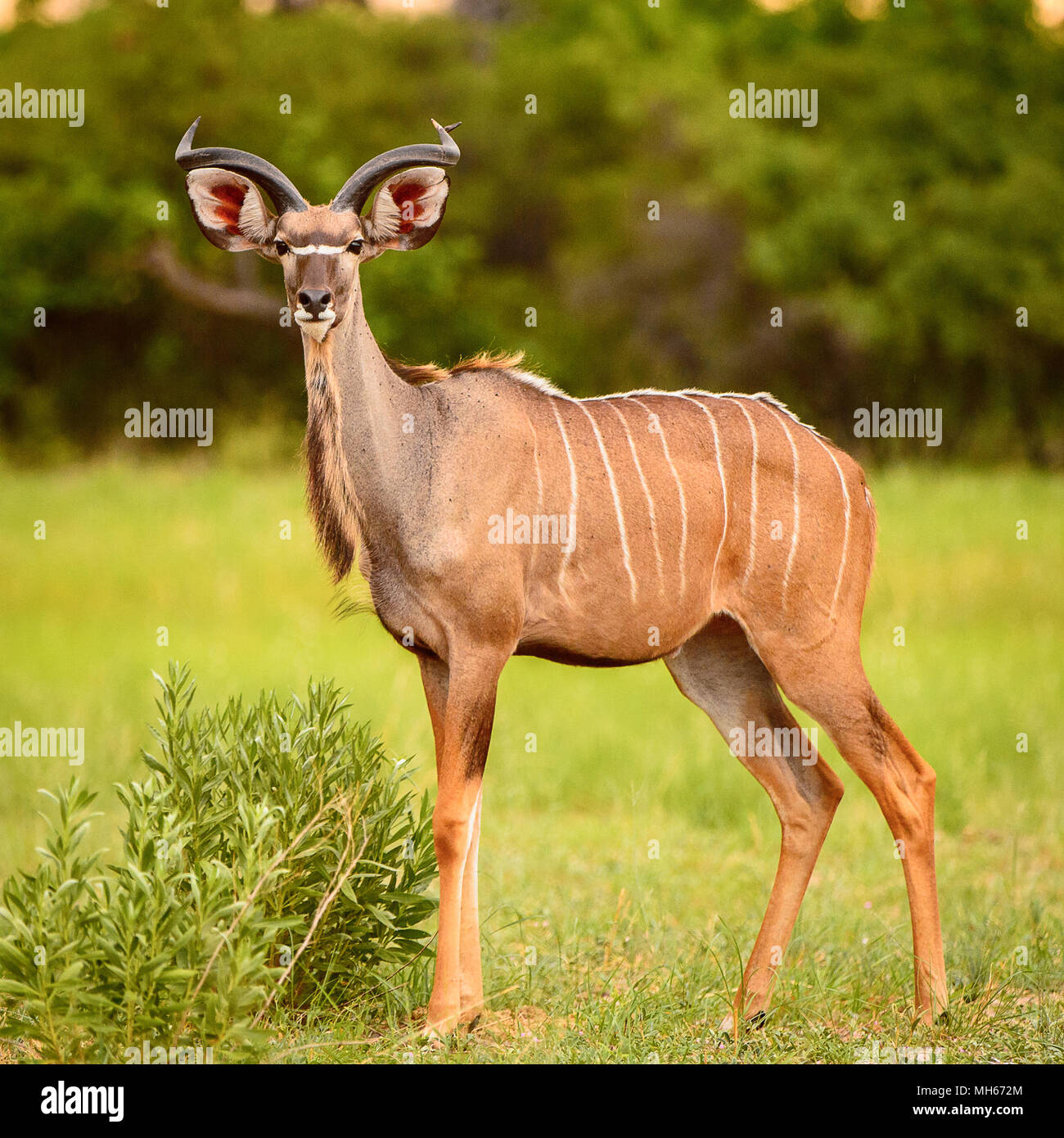Deer looks on the camera in the Moremi Game Reserve (Okavango River ...