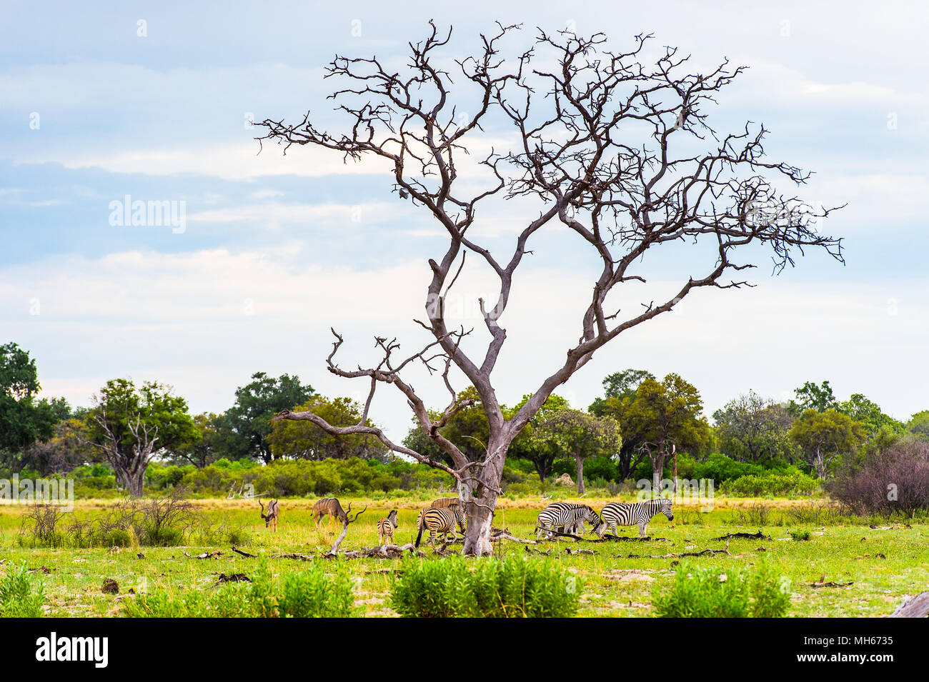 Tree at the Okavango Delta (Okavango Grassland), One of the Seven ...