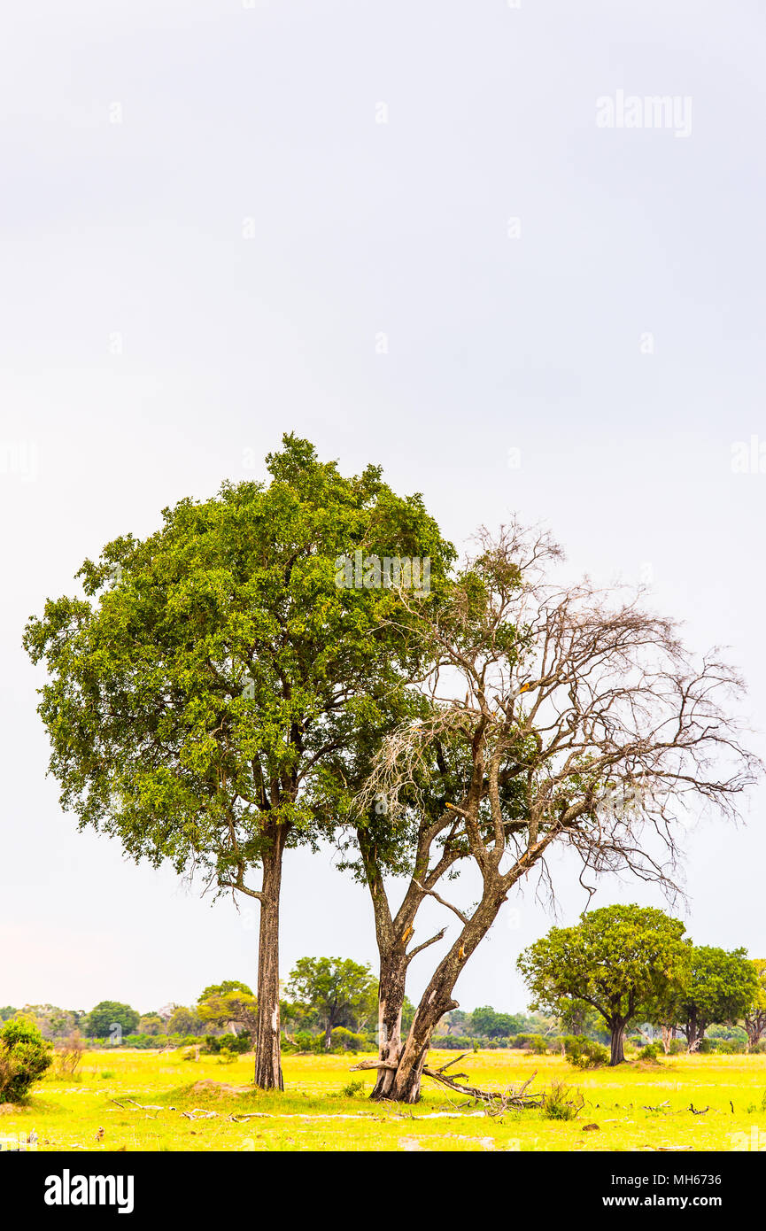 Tree at the Okavango Delta (Okavango Grassland), One of the Seven ...