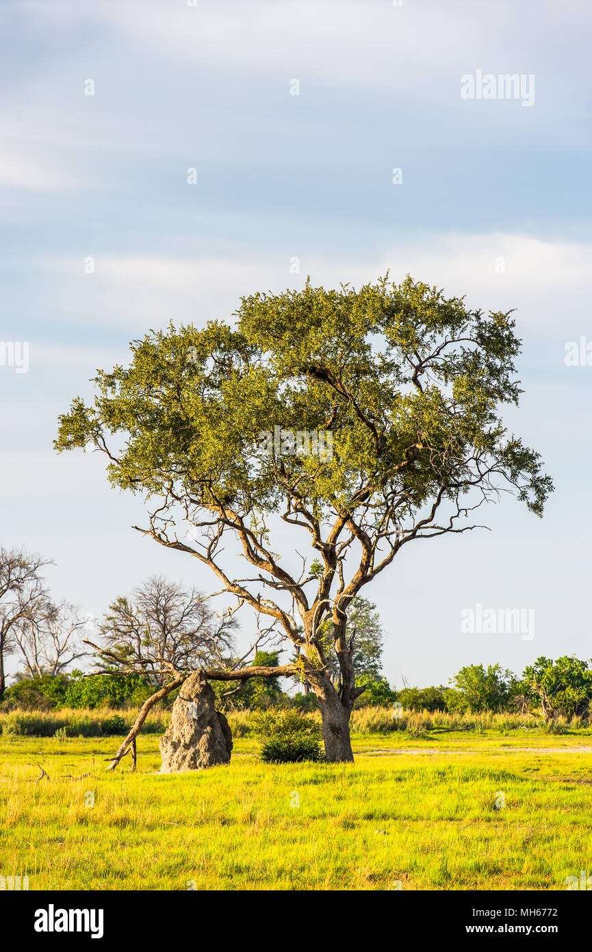 Tree at the Okavango Delta (Okavango Grassland), One of the Seven ...