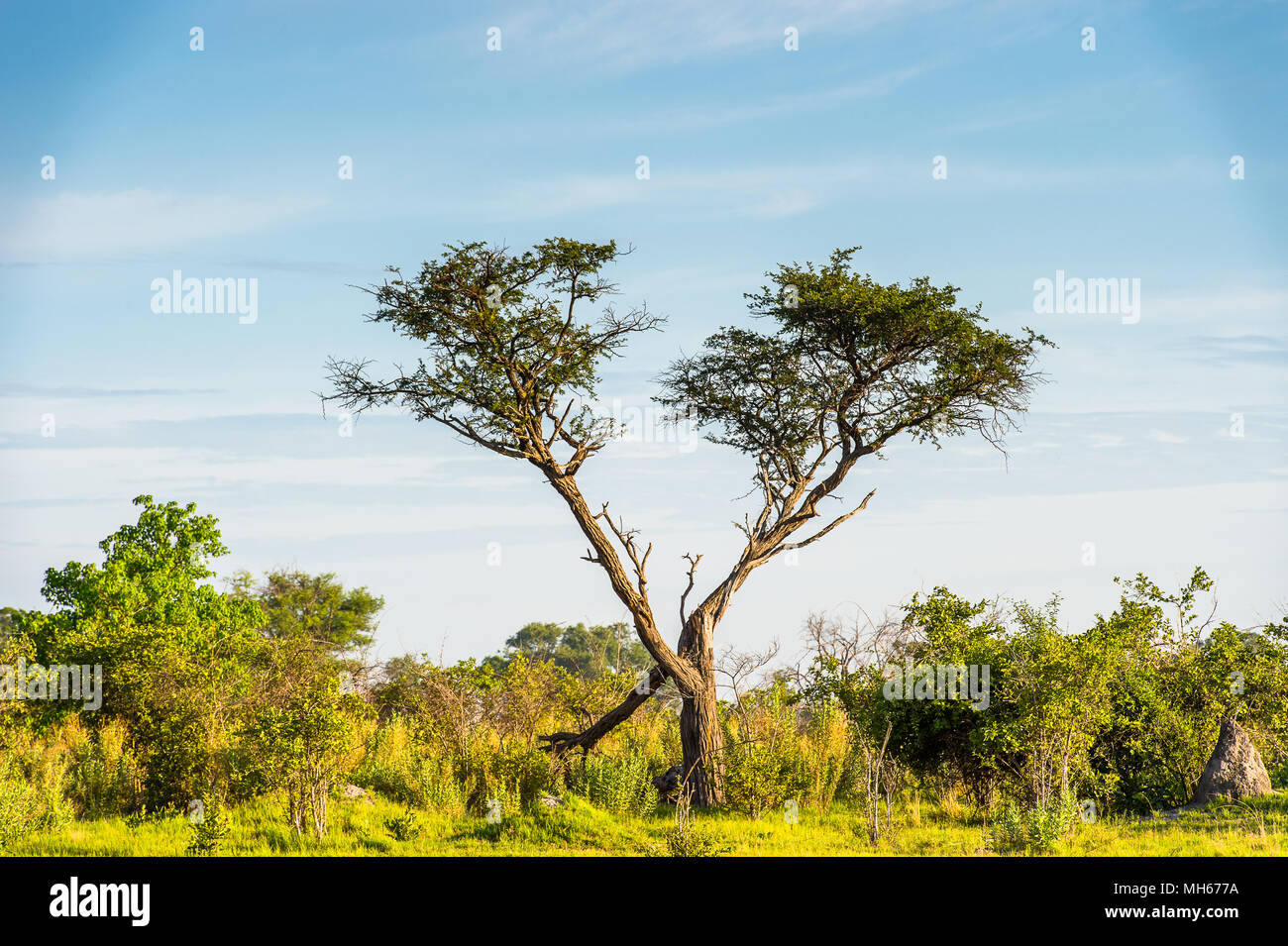 Tree at the Okavango Delta (Okavango Grassland), One of the Seven ...