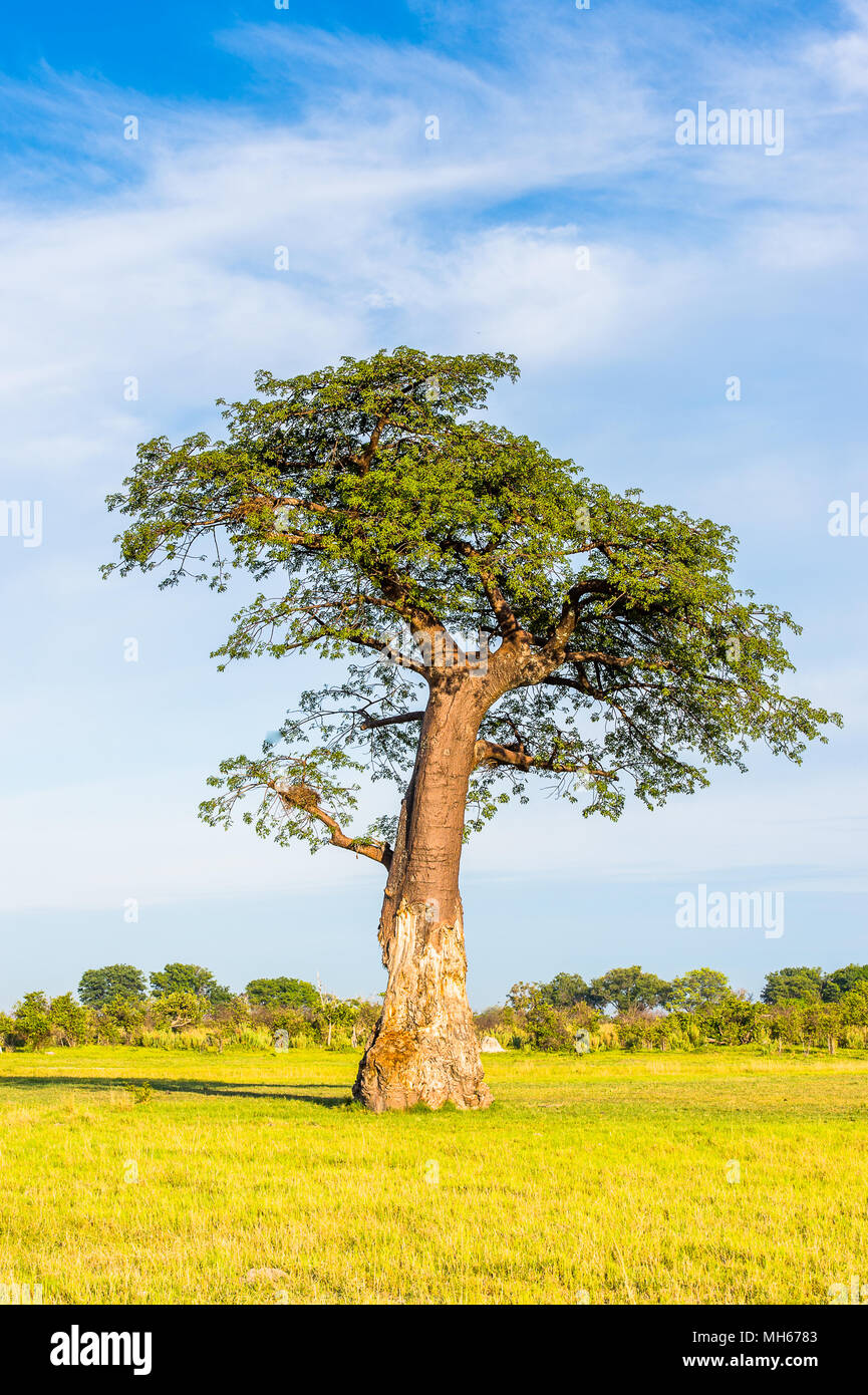 Tree at the Okavango Delta (Okavango Grassland), One of the Seven ...