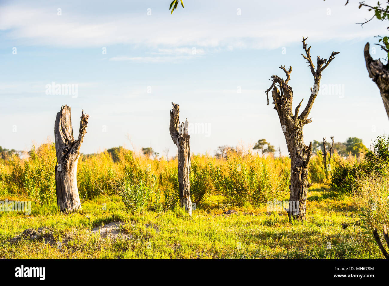 Landscape of the Okavango Delta (Okavango Grassland), One of the Seven ...