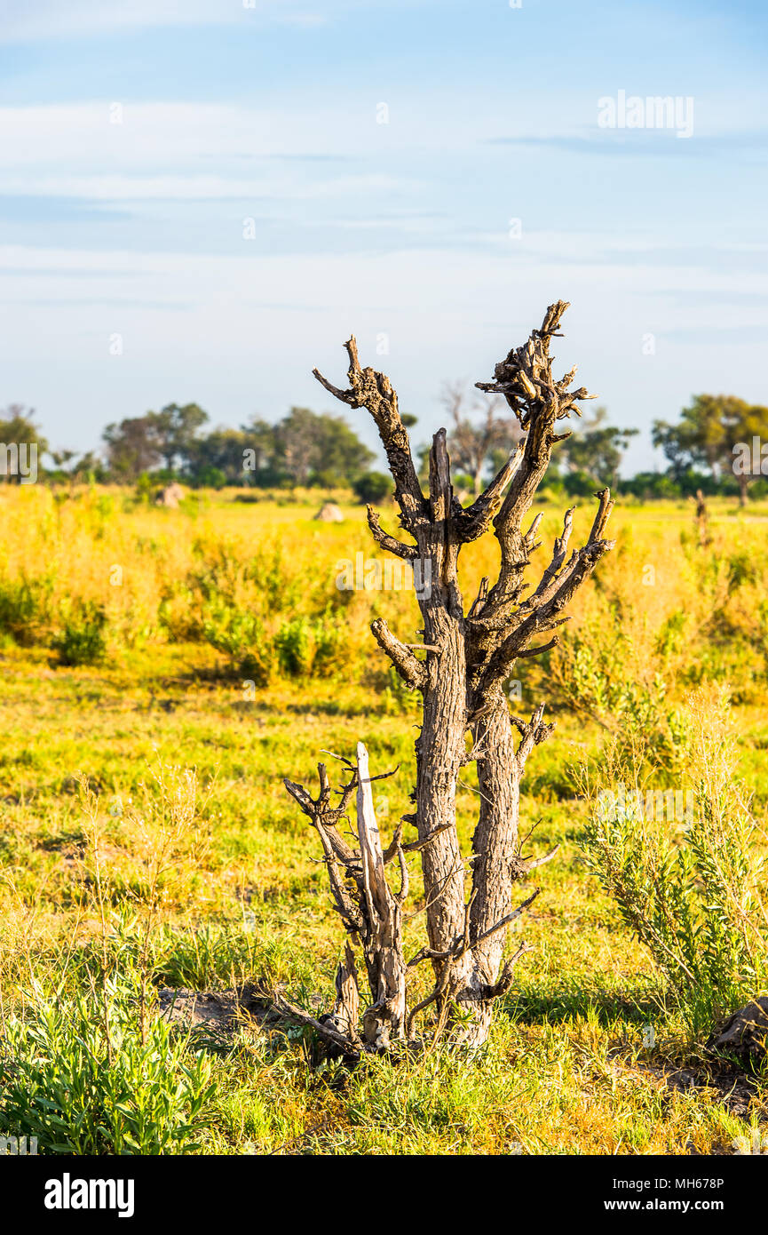 Landscape of the Okavango Delta (Okavango Grassland), One of the Seven ...