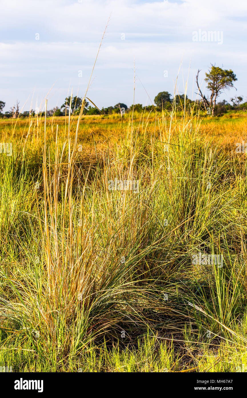 Landscape of the Okavango Delta (Okavango Grassland), One of the Seven ...
