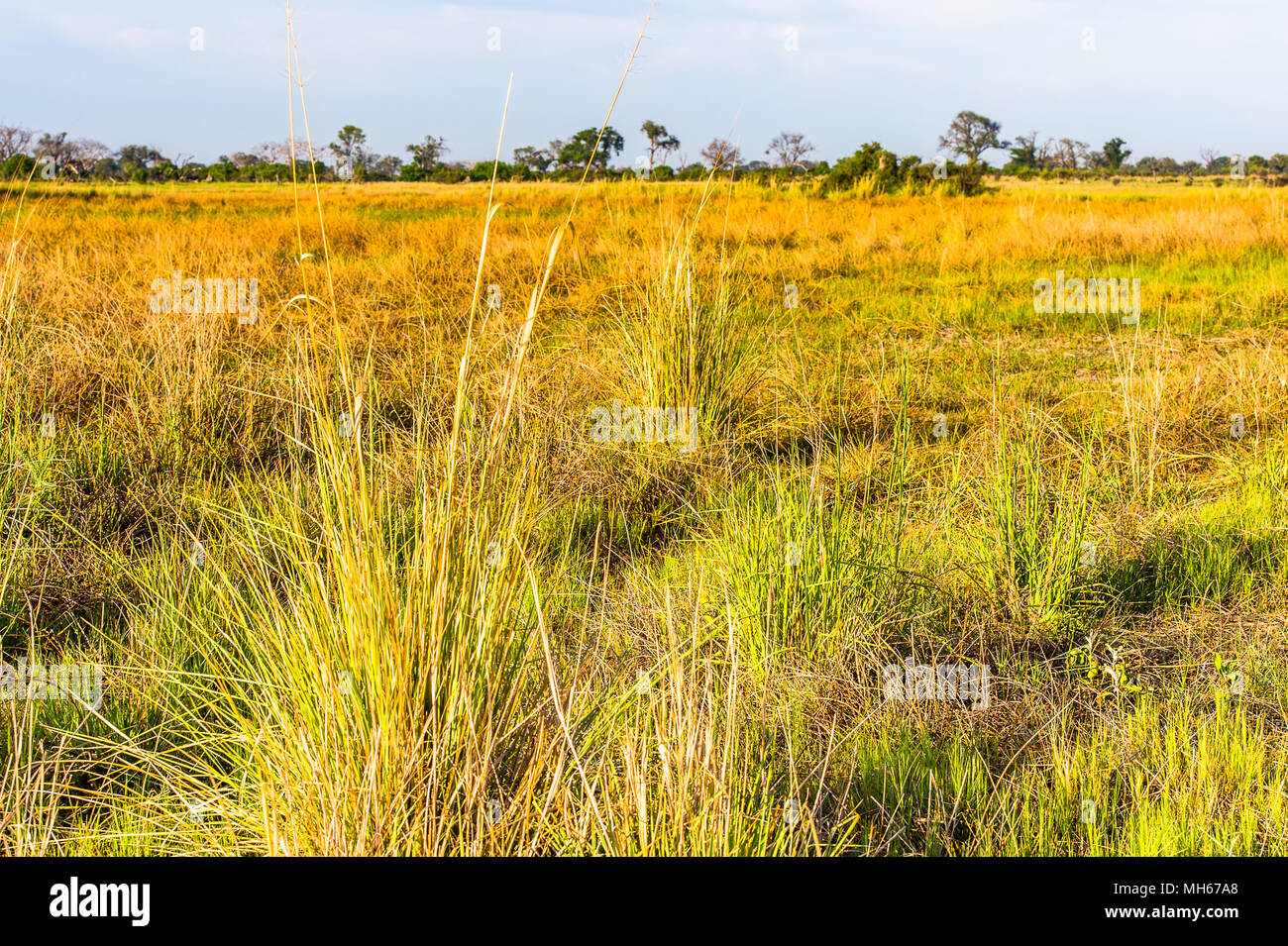 Landscape of the Okavango Delta (Okavango Grassland), One of the Seven ...