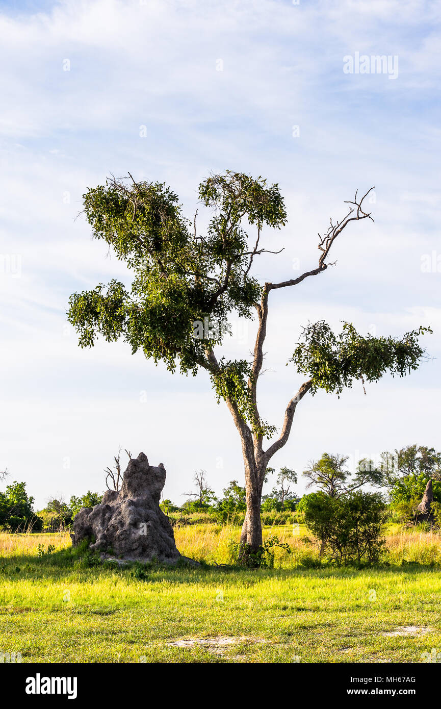 Tree at the Okavango Delta (Okavango Grassland), One of the Seven ...