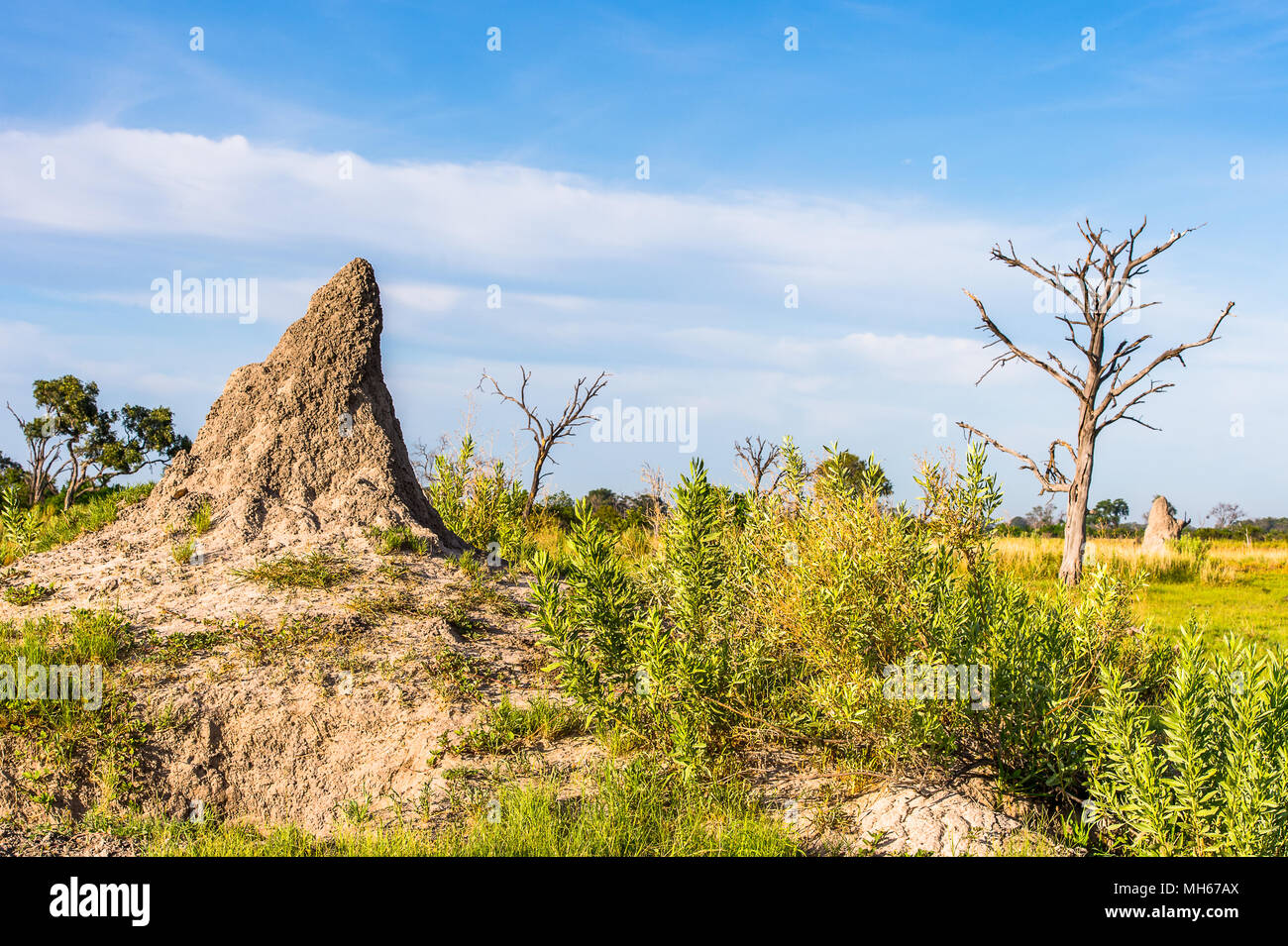 Landscape of the Okavango Delta (Okavango Grassland), One of the Seven ...