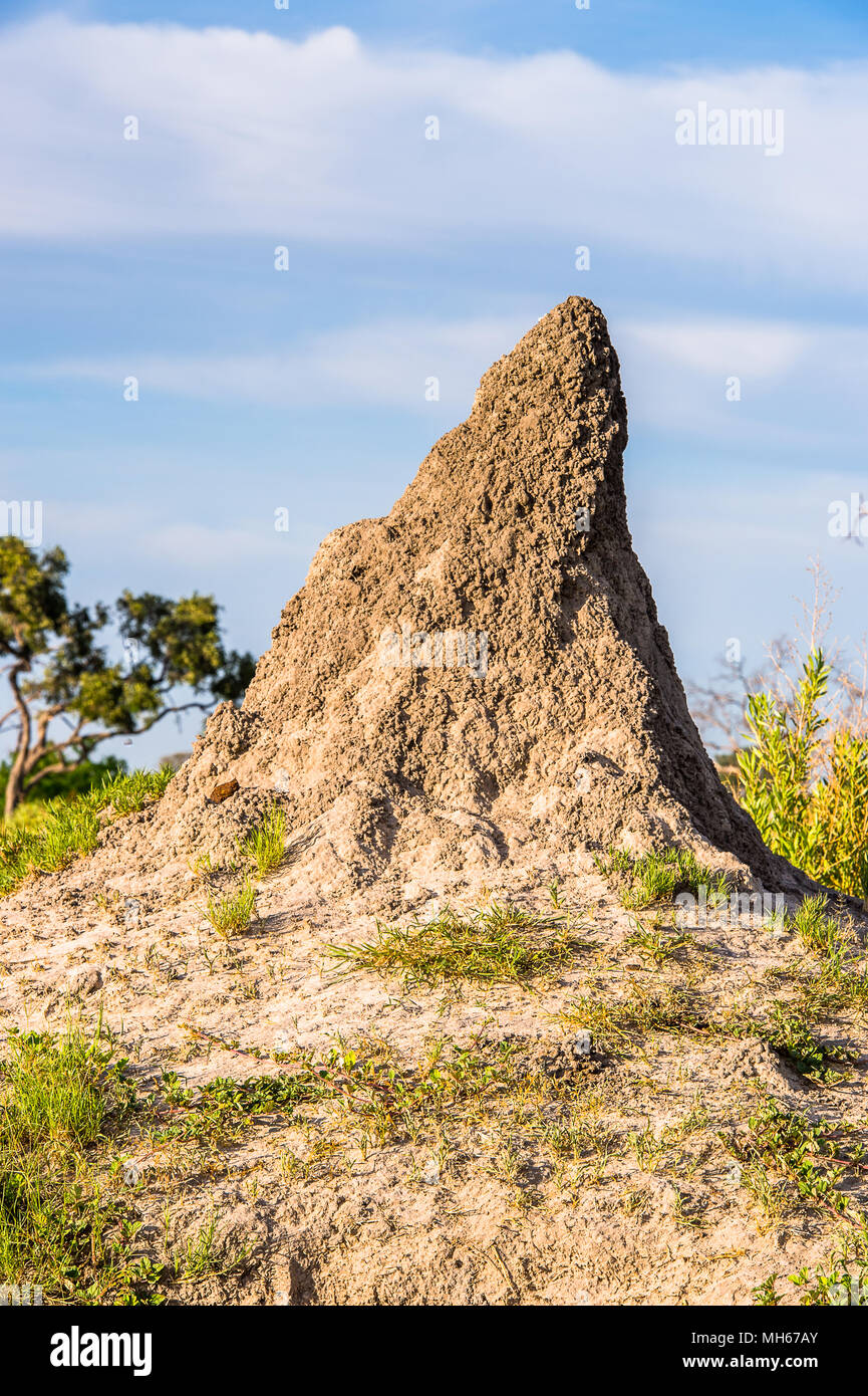 Landscape of the Okavango Delta (Okavango Grassland), One of the Seven ...