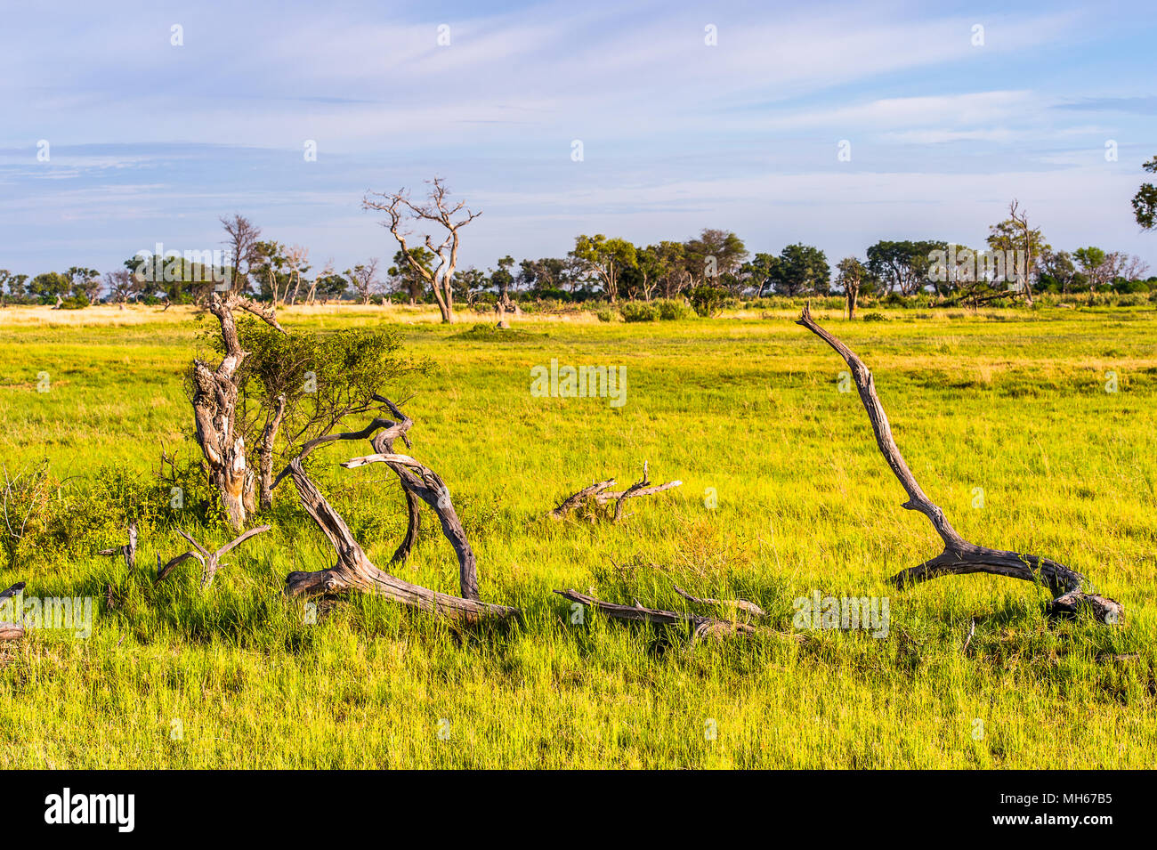 Landscape of the Okavango Delta (Okavango Grassland), One of the Seven ...