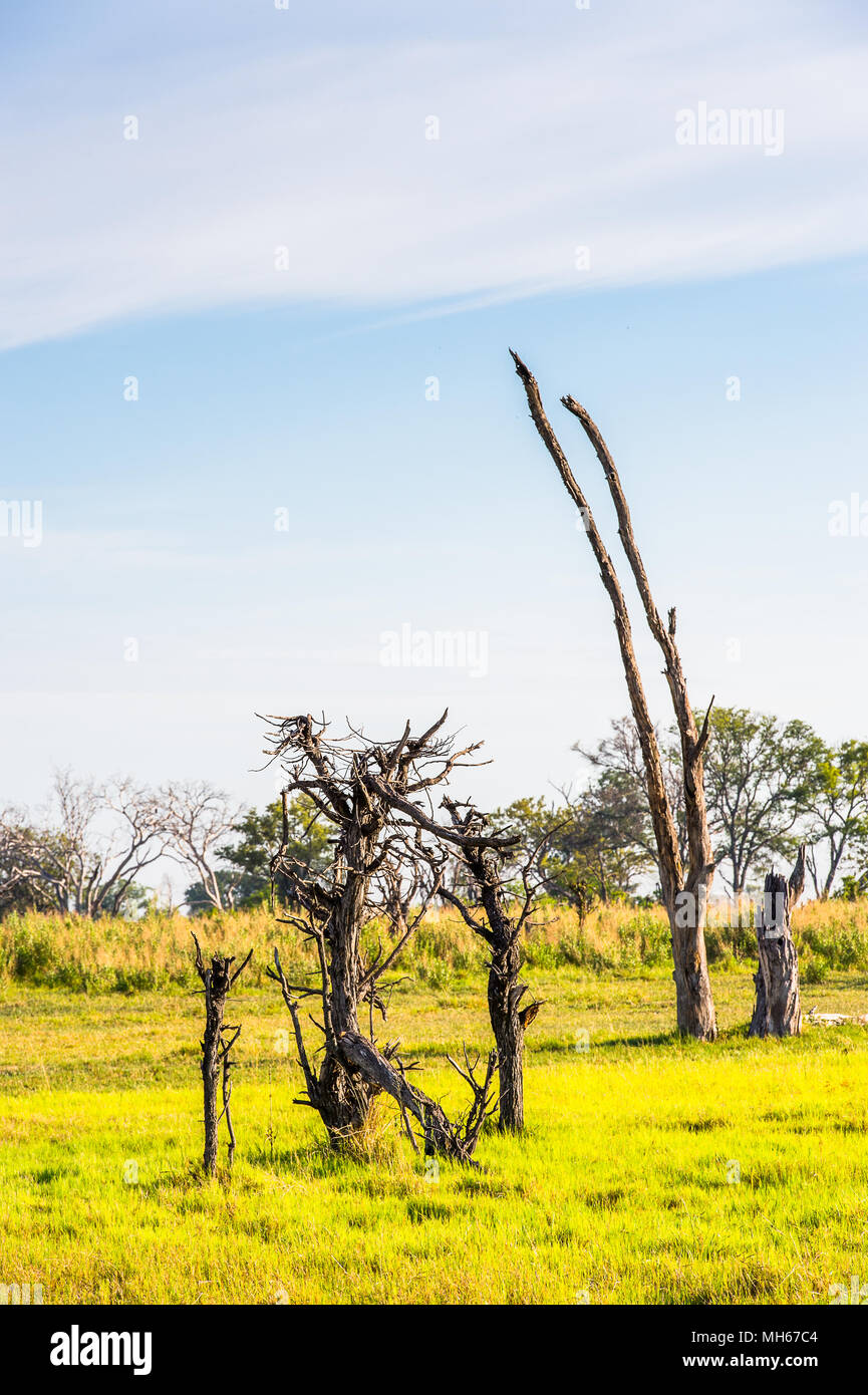 Landscape of the Okavango Delta (Okavango Grassland), One of the Seven ...